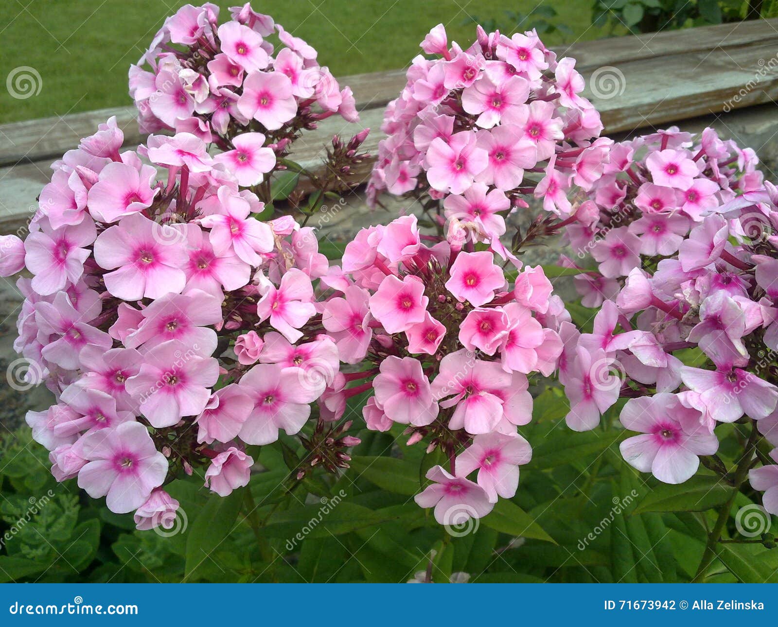 Small Pink Flowers in Spring Garden Stock Photo - Image of black ...
