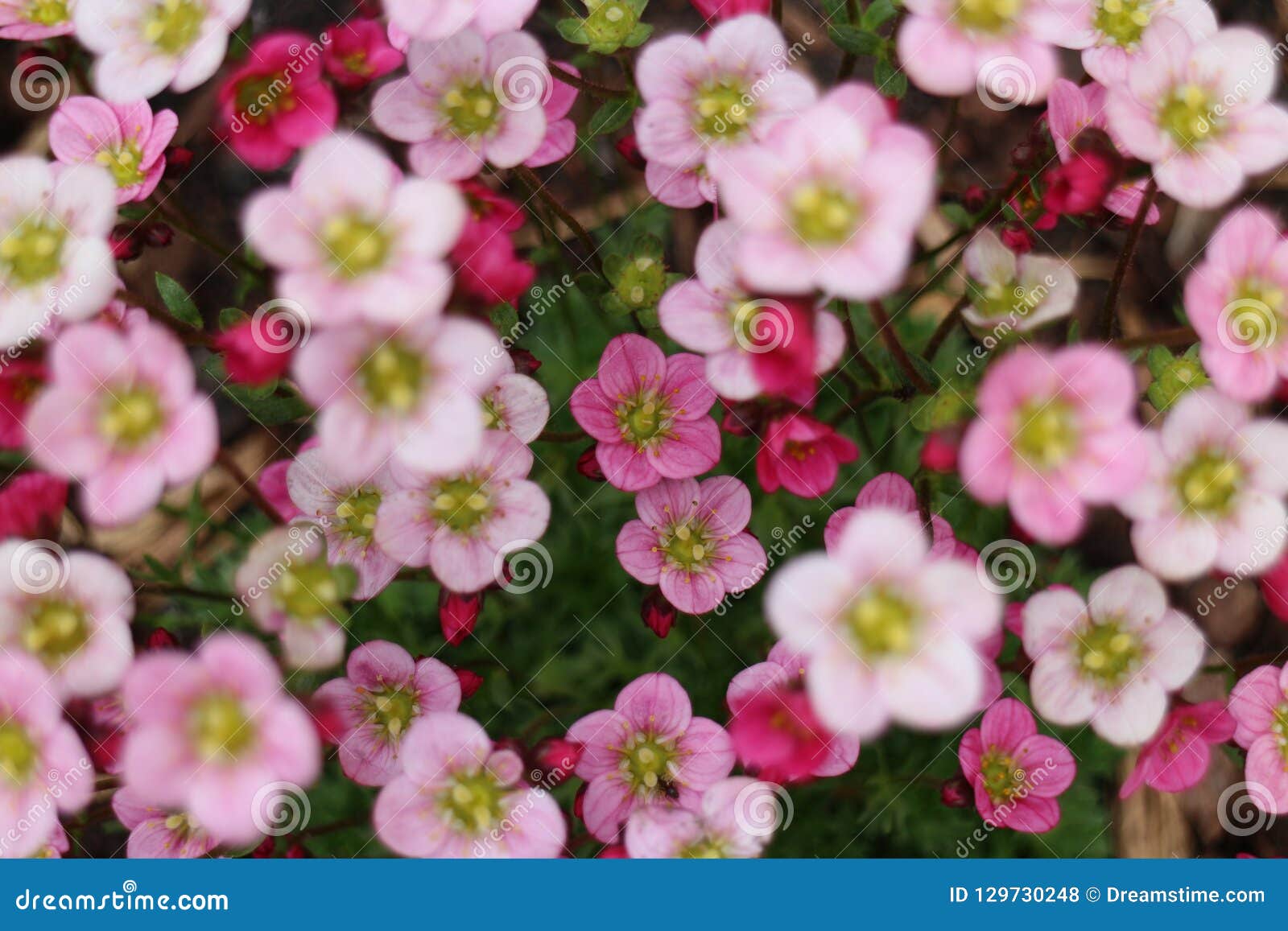 Small Pink Flowers Top View Stock Photo - Image of plants, plant: 129730248