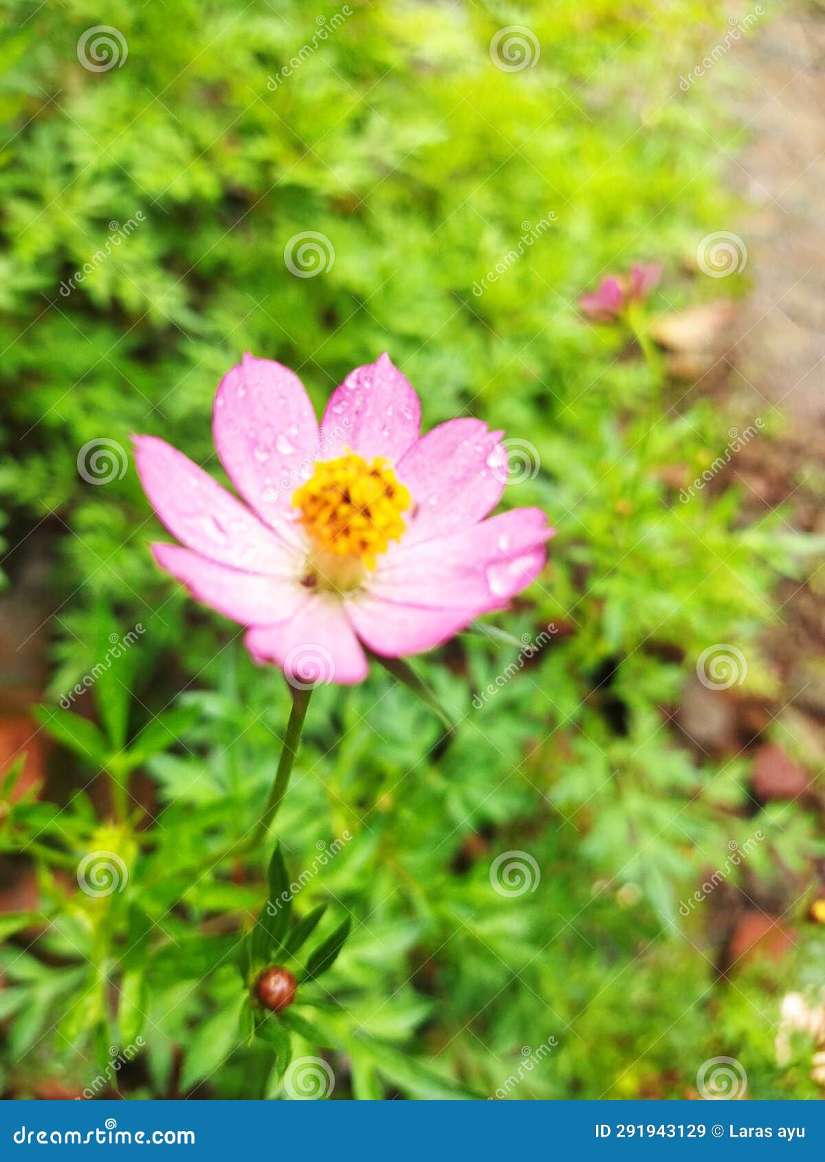 The Small Pink Flowers are Very Beautiful? Stock Image - Image of ...