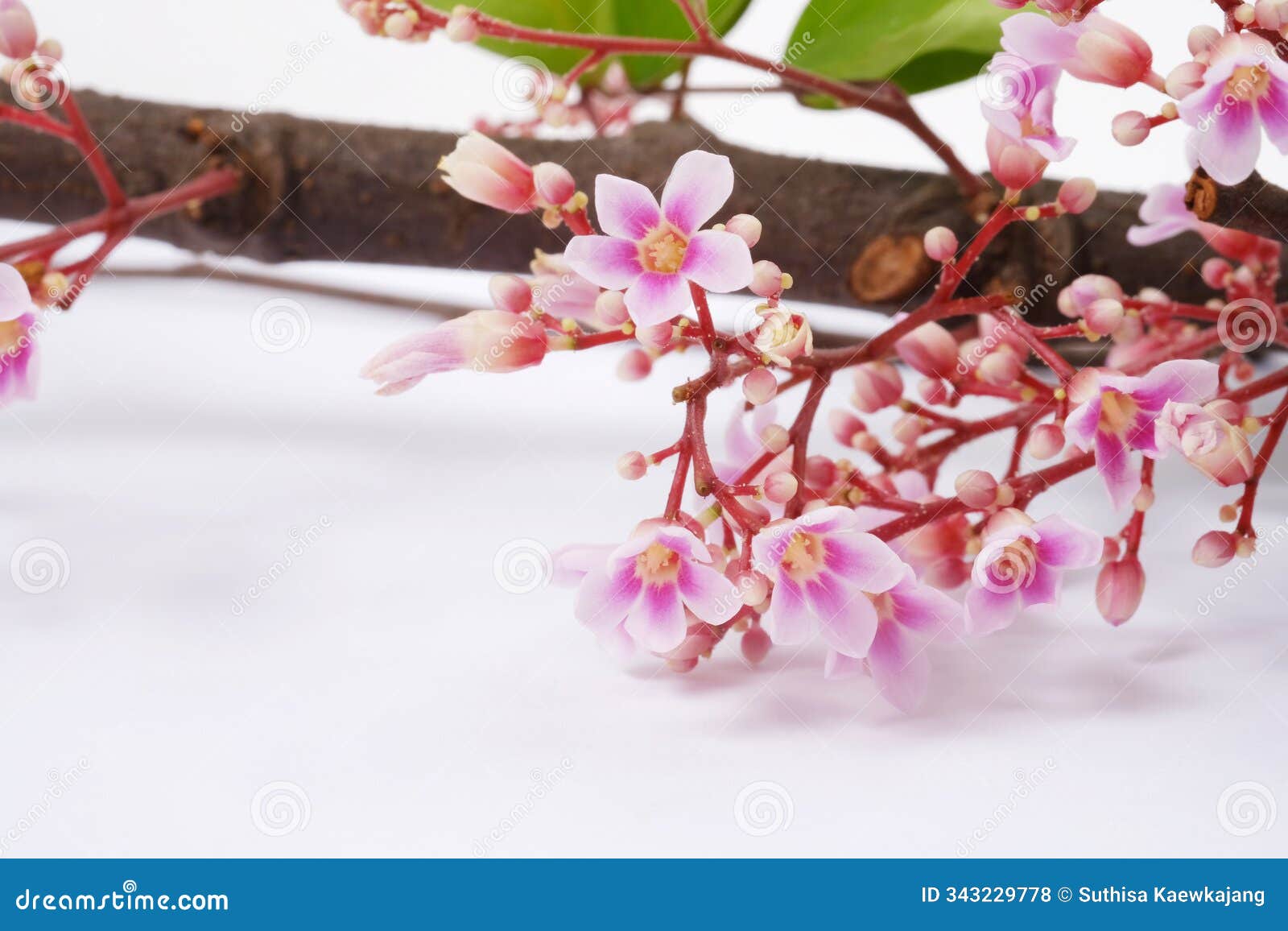 Maprang Cartoons, Illustrations & Vector Stock Images - 42 Pictures to ...