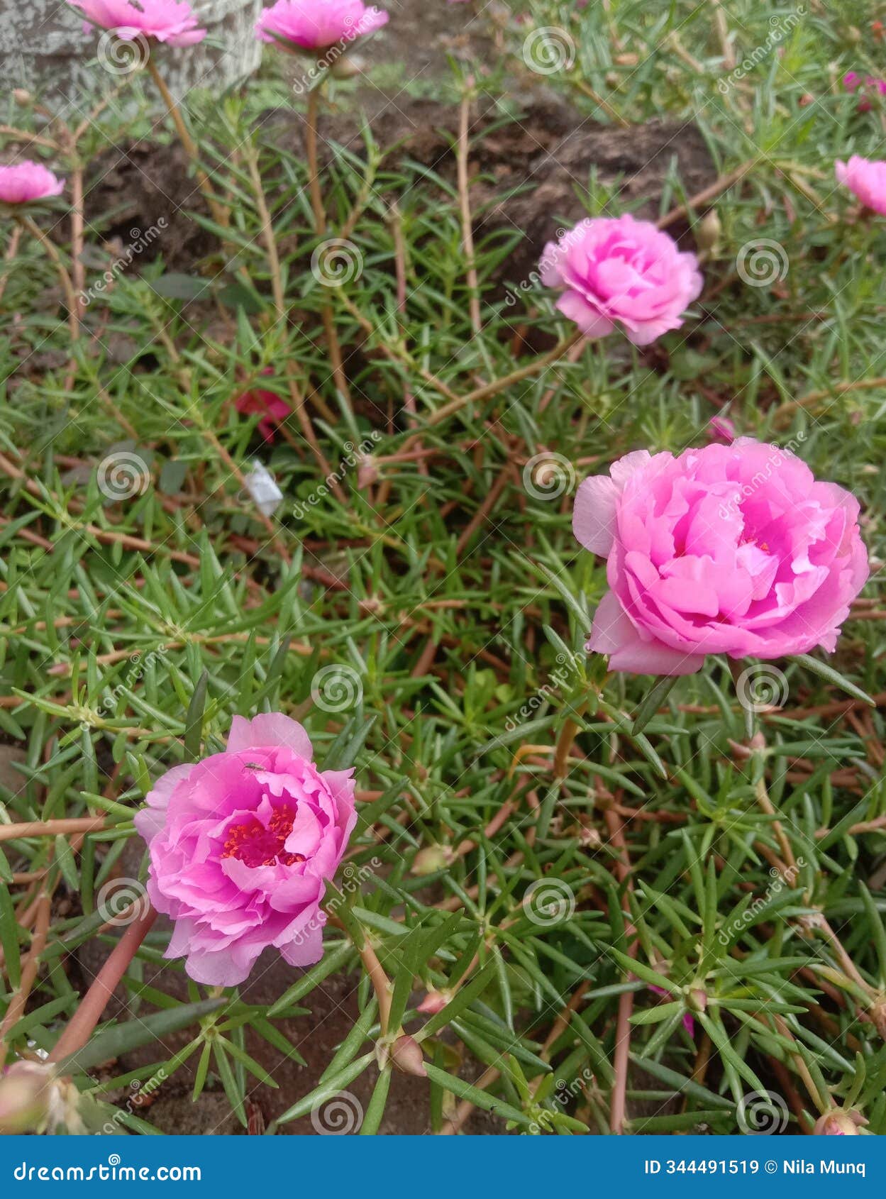 Small Pink Ground Rose Flower Stock Image - Image of leaf, rose: 344491519