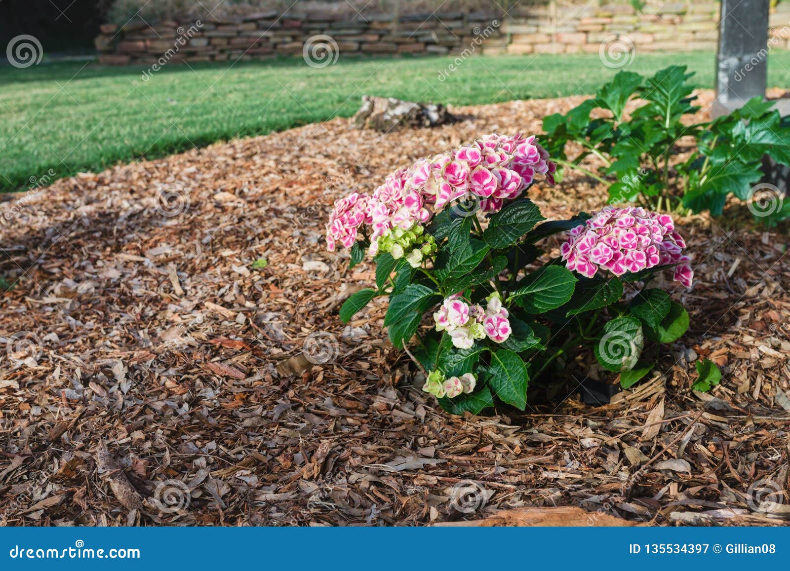 Small Pink Hydrangea Bush in Bloom Stock Image - Image of newly, shrub ...