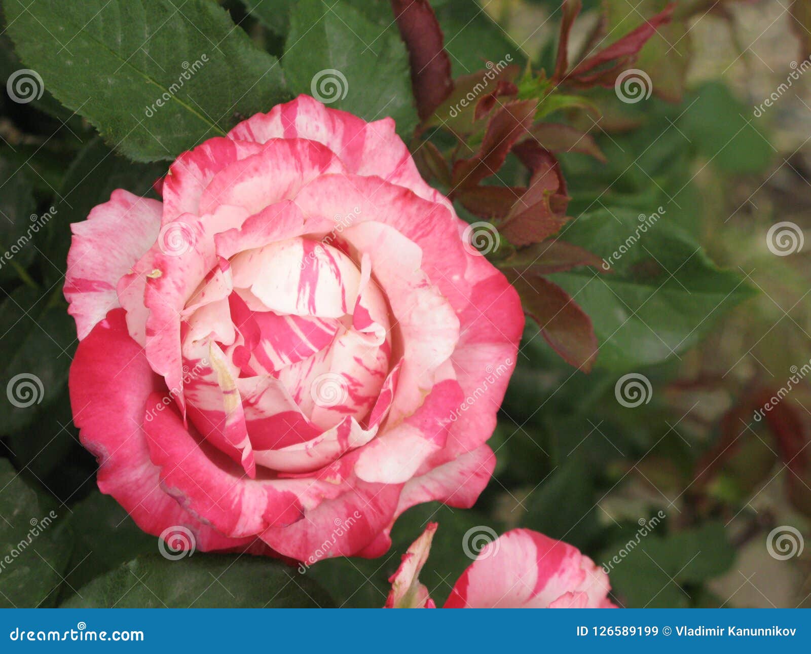 A Small Pink Intuition Rose Stock Image - Image of roses, small: 126589199 A Small Pink Intuition Rose Stock Image - Image of roses, small: 126589199