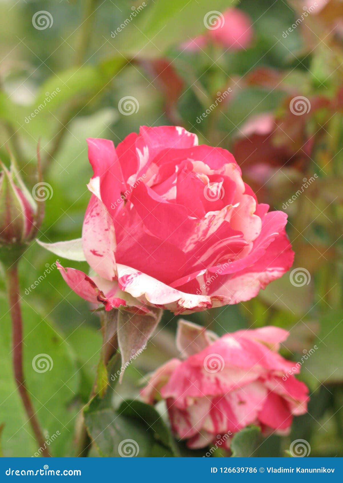 A Small Pink Intuition Rose Stock Photo - Image of beautiful, green ... A Small Pink Intuition Rose Stock Photo - Image of beautiful, green ...