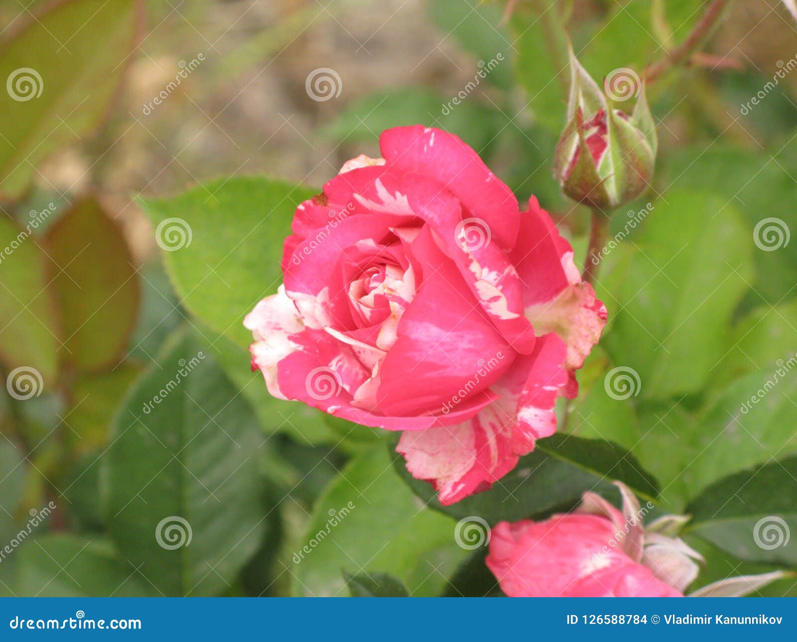 A Small Pink Intuition Rose Stock Photo - Image of beauty, roses: 126588784 A Small Pink Intuition Rose Stock Photo - Image of beauty, roses: 126588784