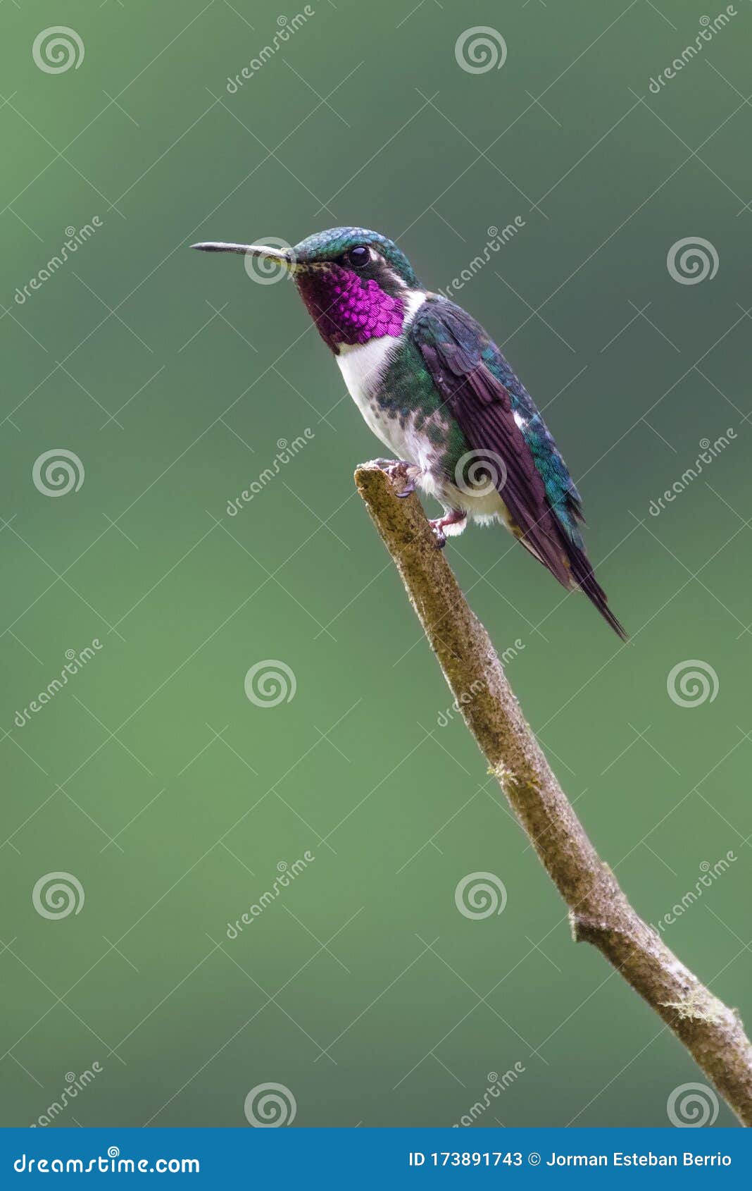 Small Pink-necked Hummingbird Standing on a Branch Stock Image - Image ...