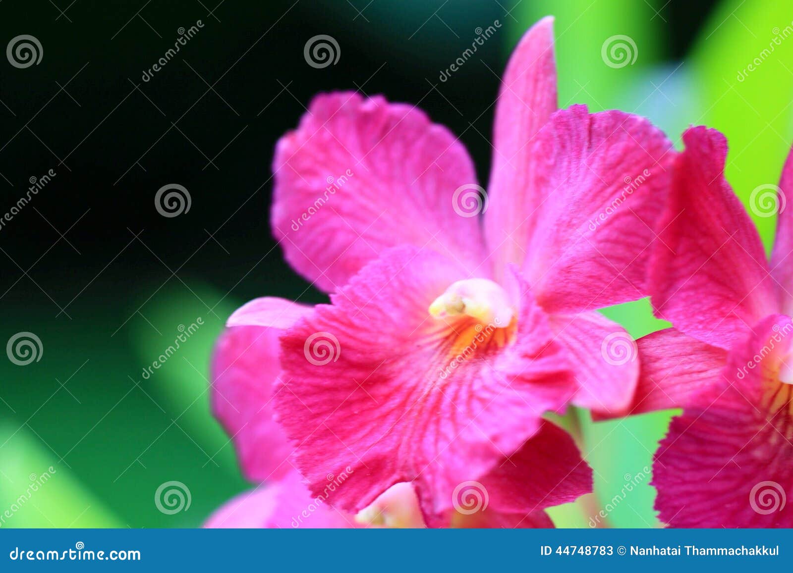 Small pink orchid stock image. Image of cattleya, orchid - 44748783