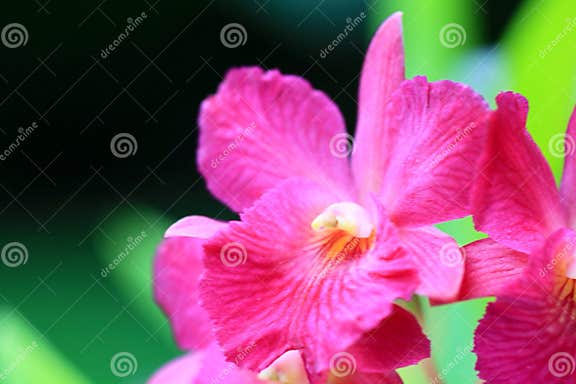 Small pink orchid stock image. Image of cattleya, orchid - 44748783