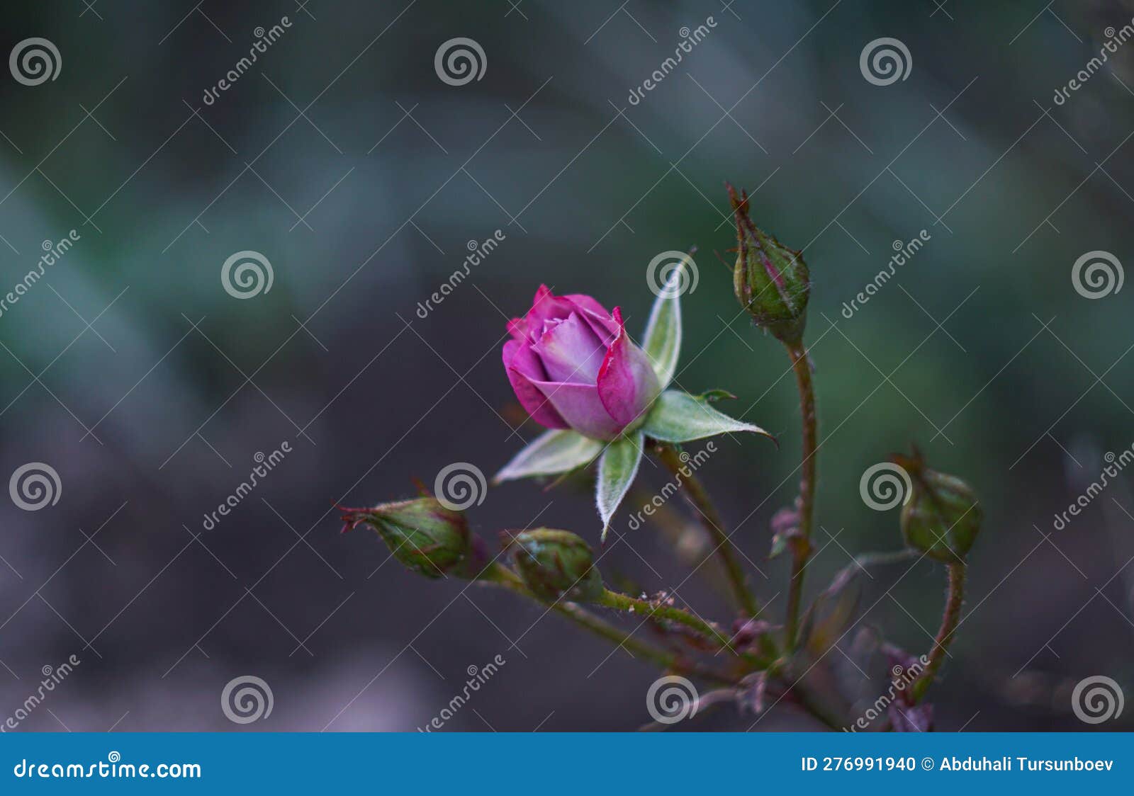Small pink rose stock photo. Image of gardening, background - 276991940