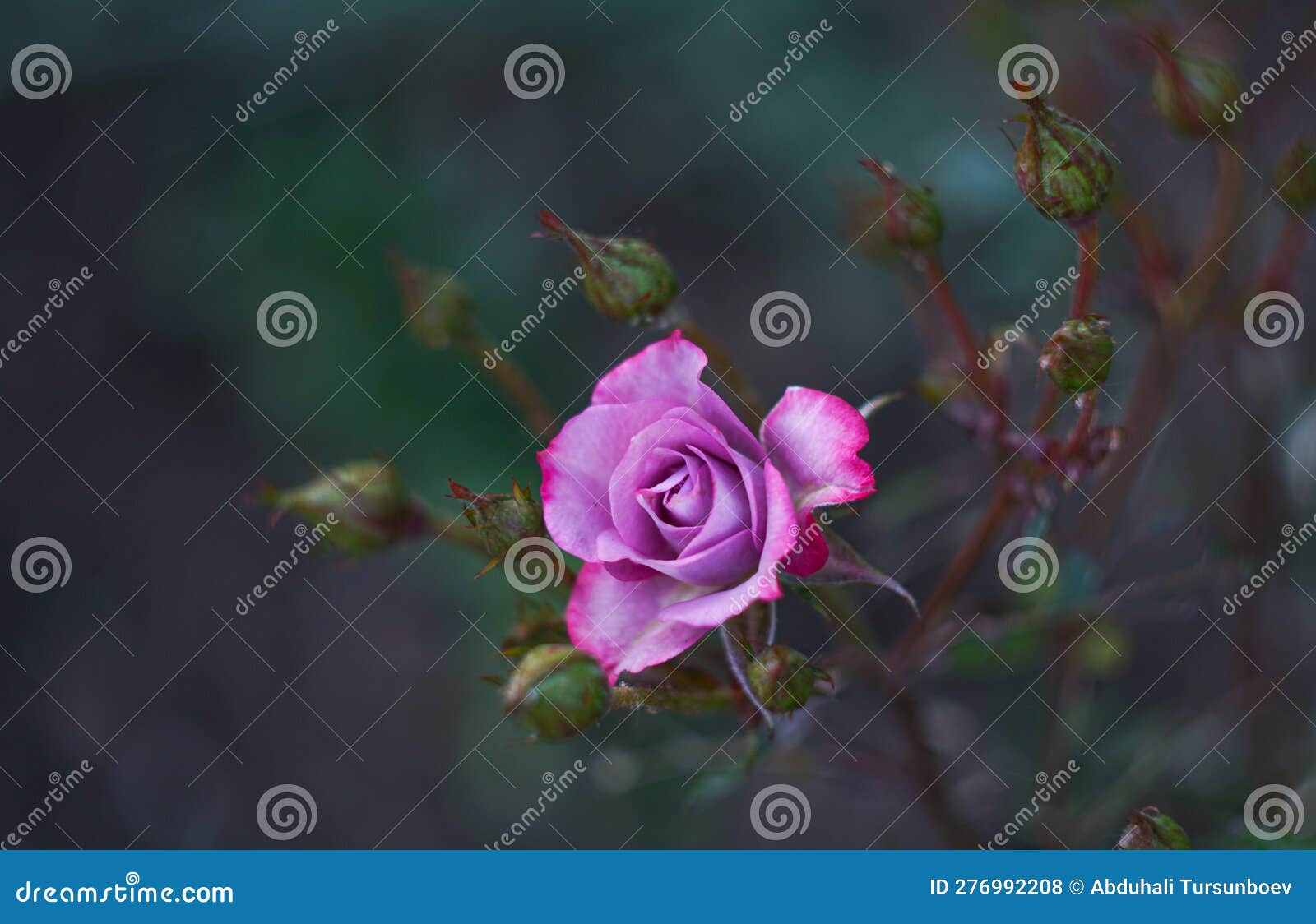 Small pink rose stock photo. Image of blooming, closeup - 276992208
