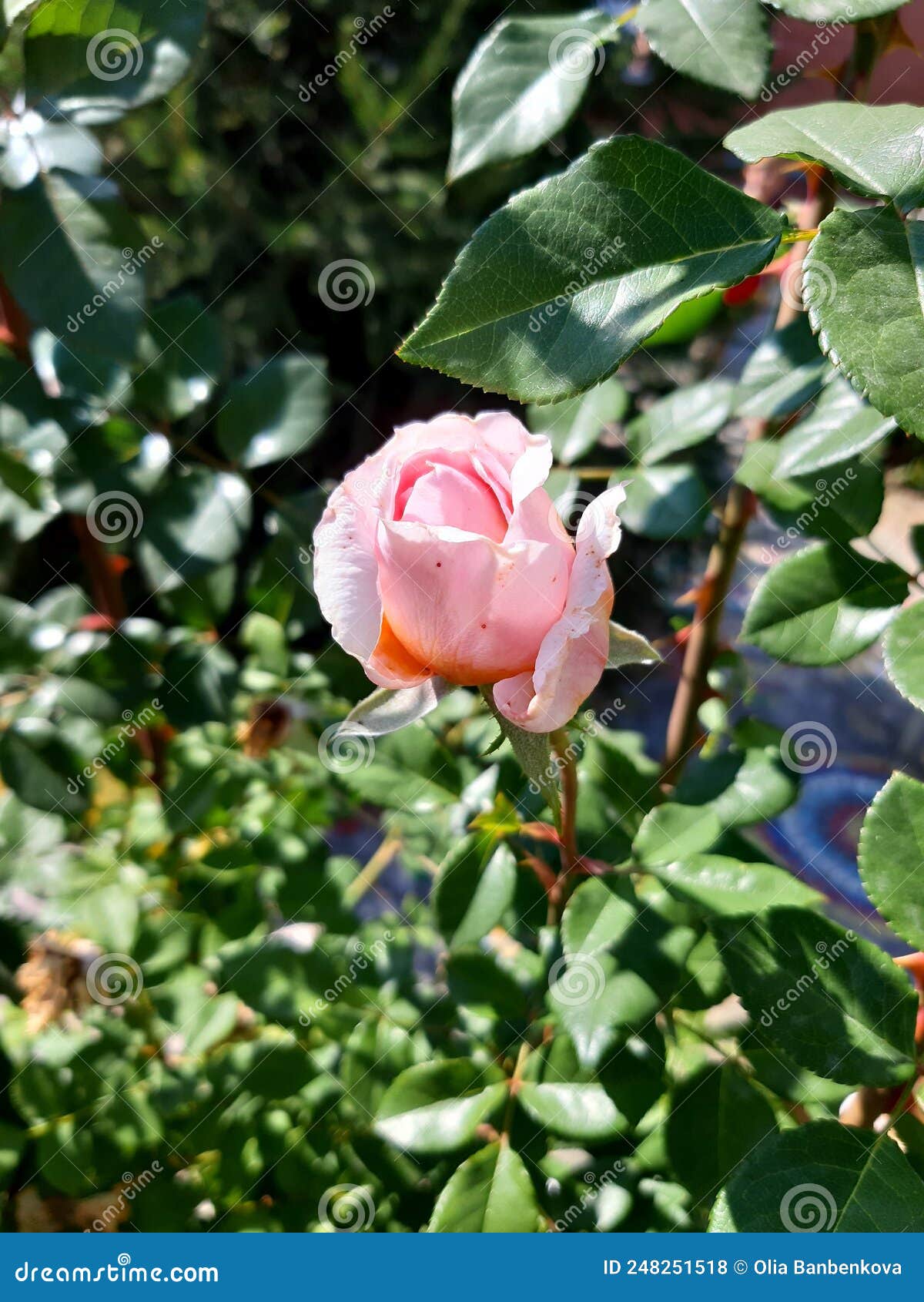 Small Pink Rose Bud in the Garden Stock Photo - Image of flower, nature ...