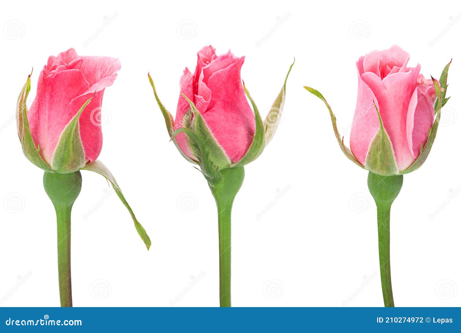 Small pink rose collection stock photo. Image of valentine - 210274972