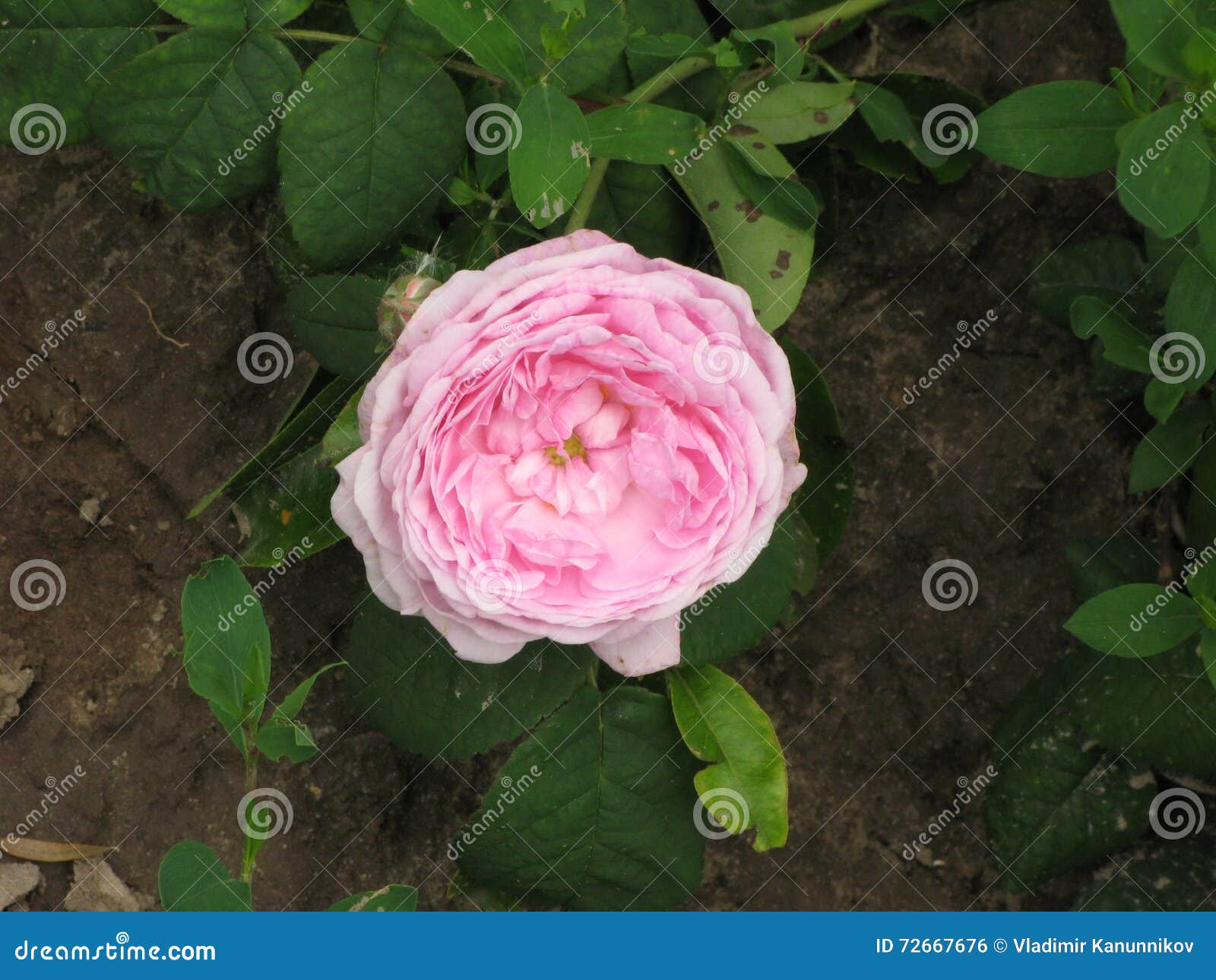 Small pink rose stock photo. Image of summer, garden - 72667676