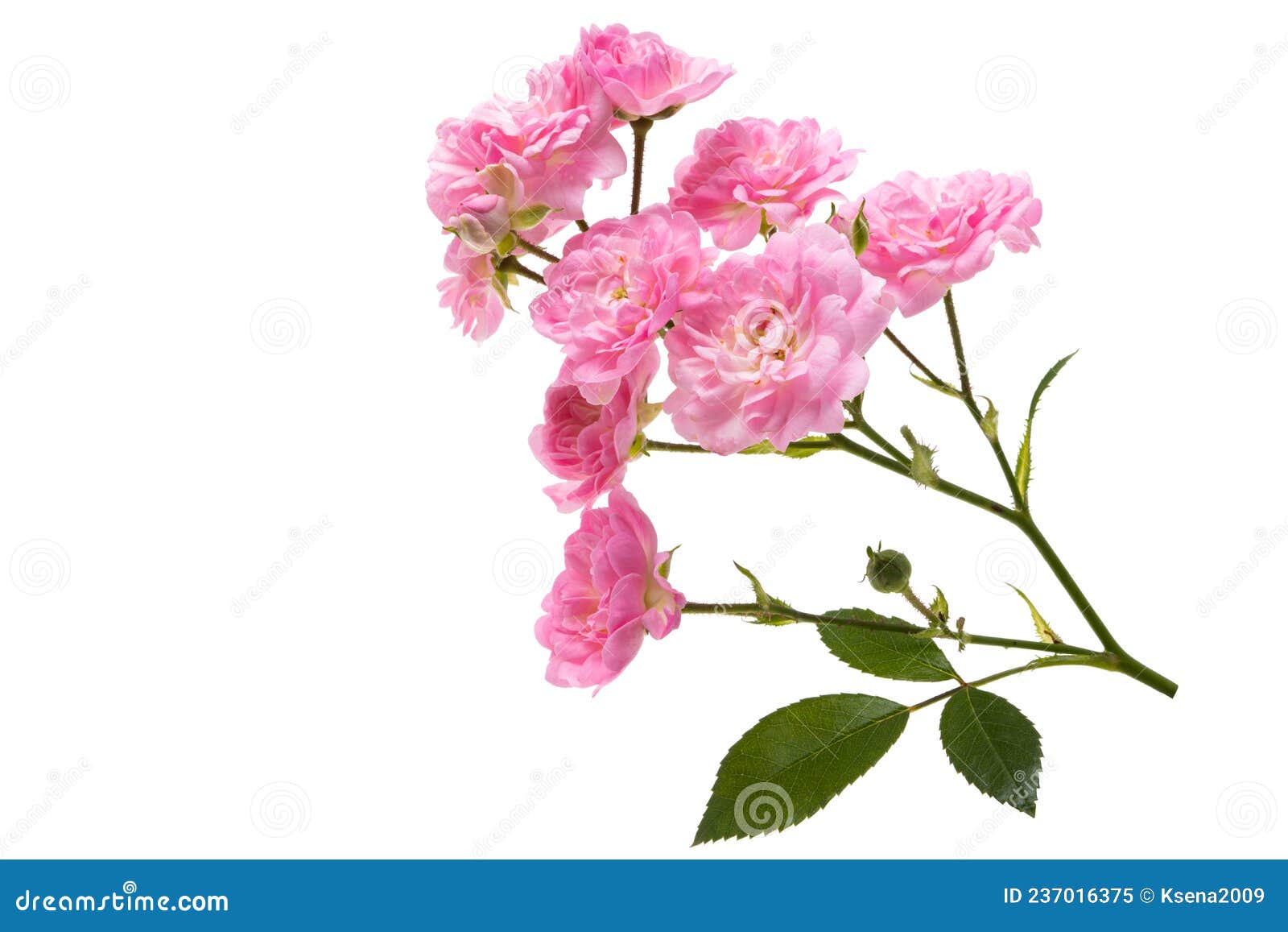 Small pink rose isolated stock image. Image of beautiful - 237016375