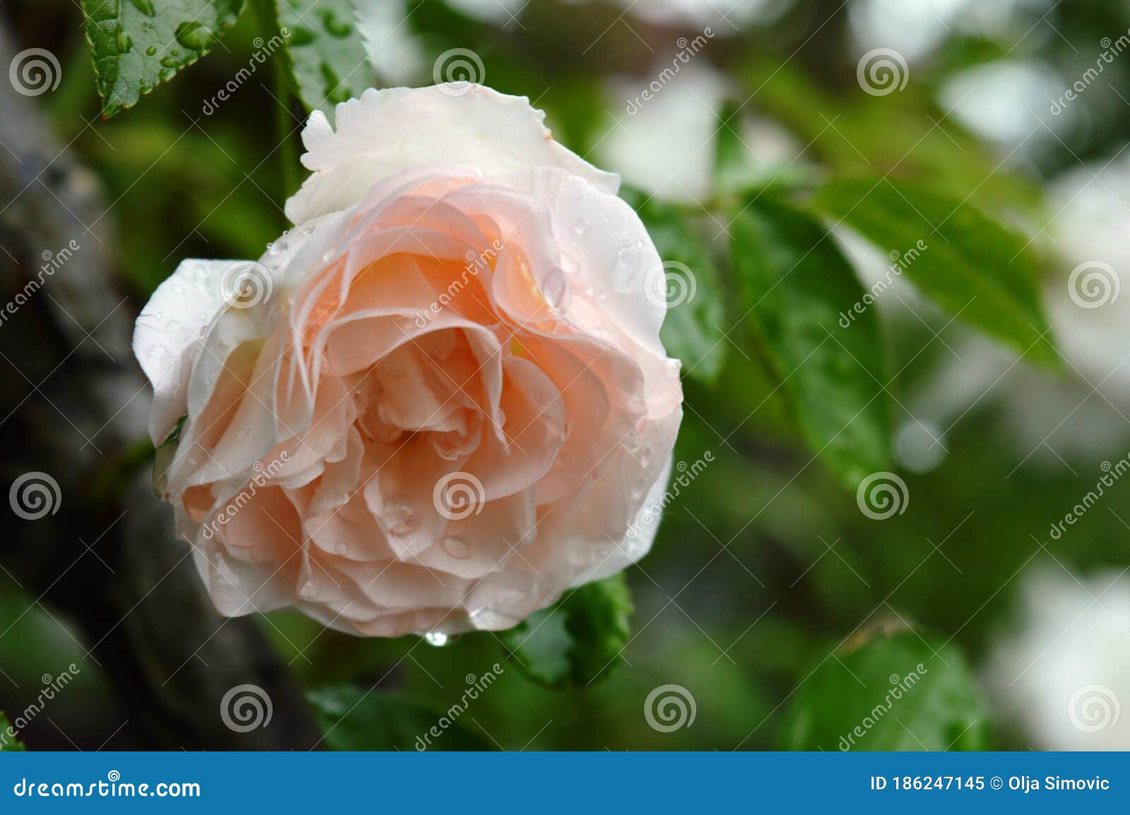 Small Pink Rose in the Spring Stock Image - Image of nature, pink ...