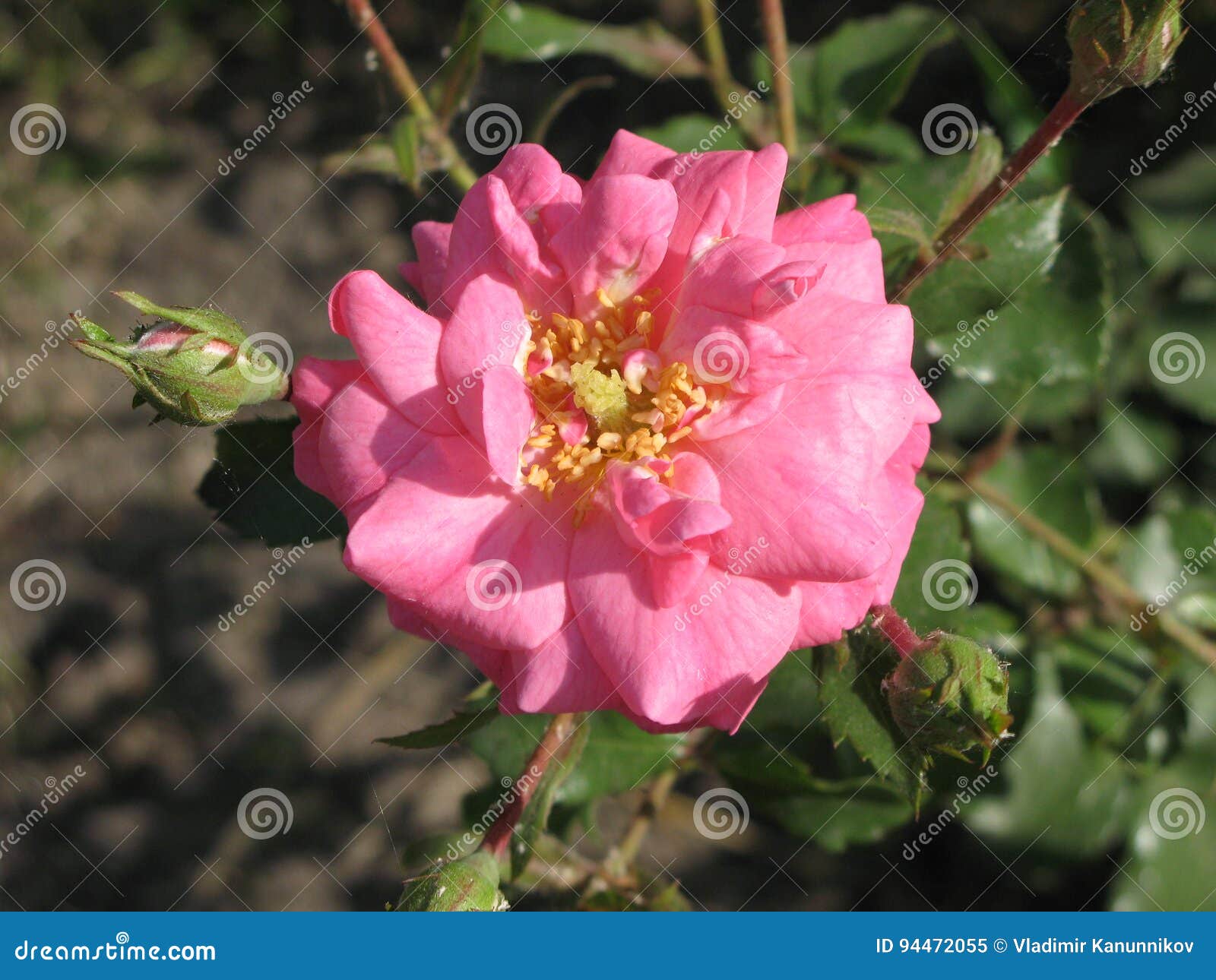 A small pink rose stock image. Image of bouquet, blossoming - 94472055