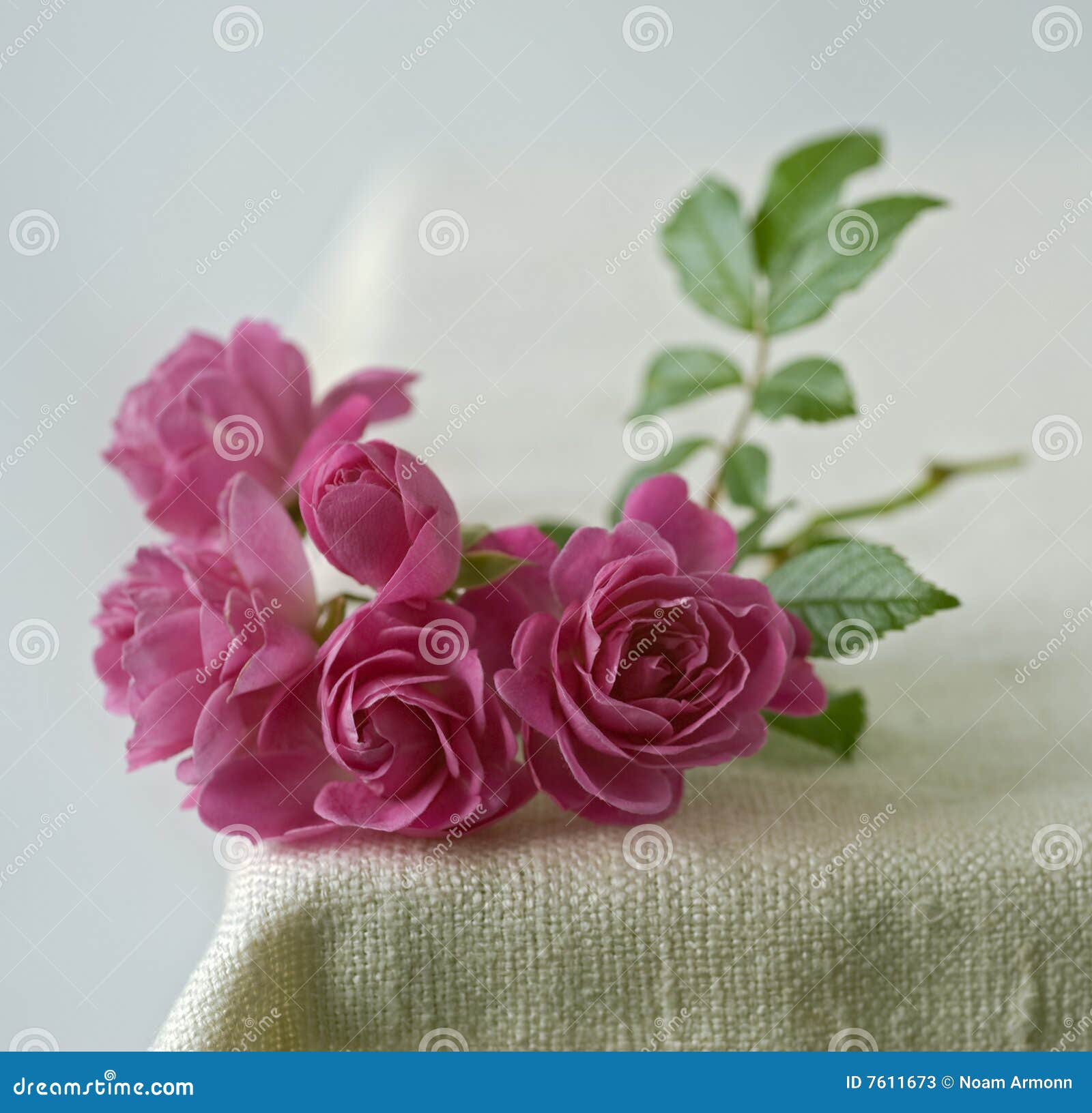 Small Pink Roses Stock Photography | CartoonDealer.com #7611692