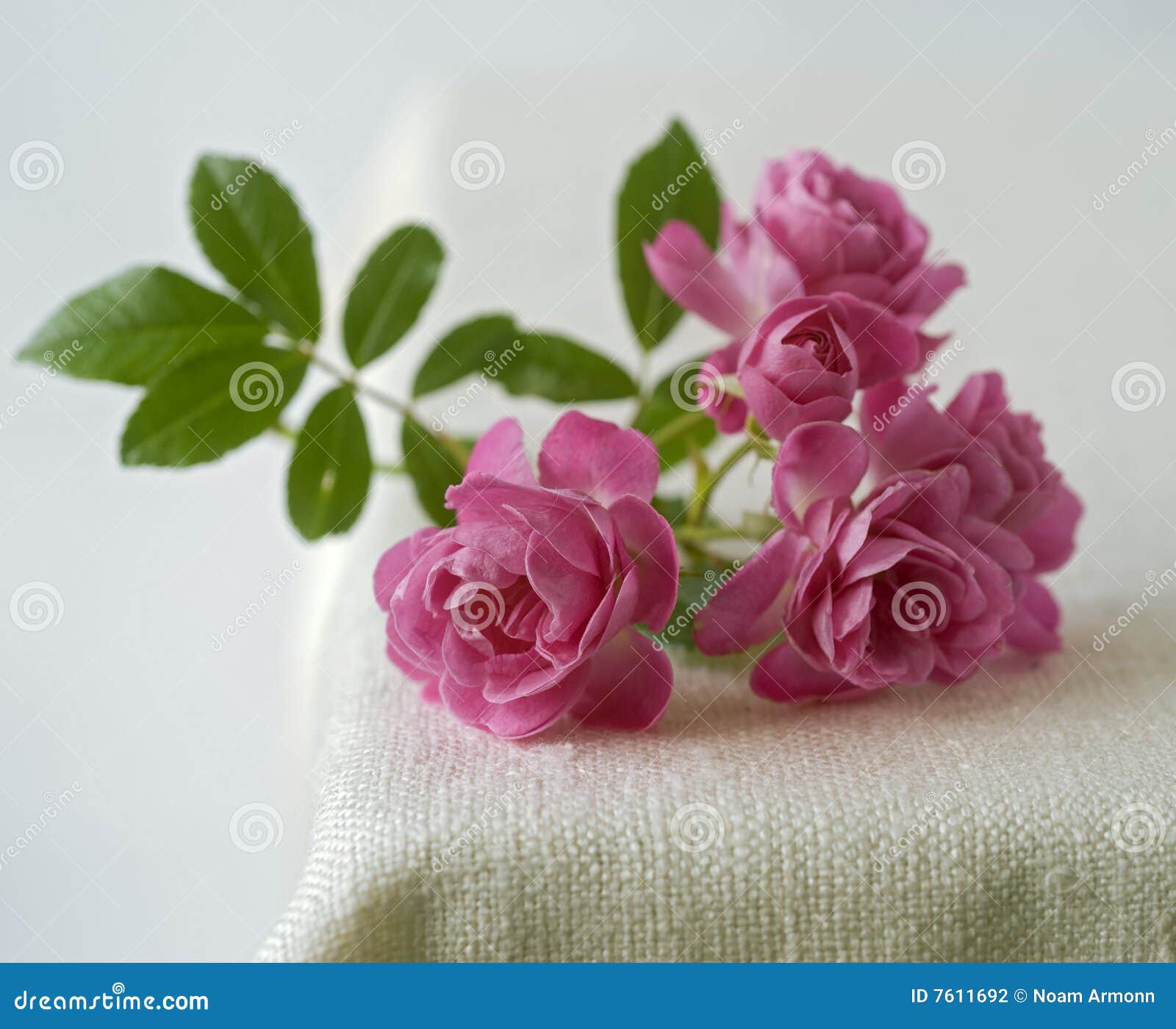 Small Pink Roses Stock Photography - Image: 7611692