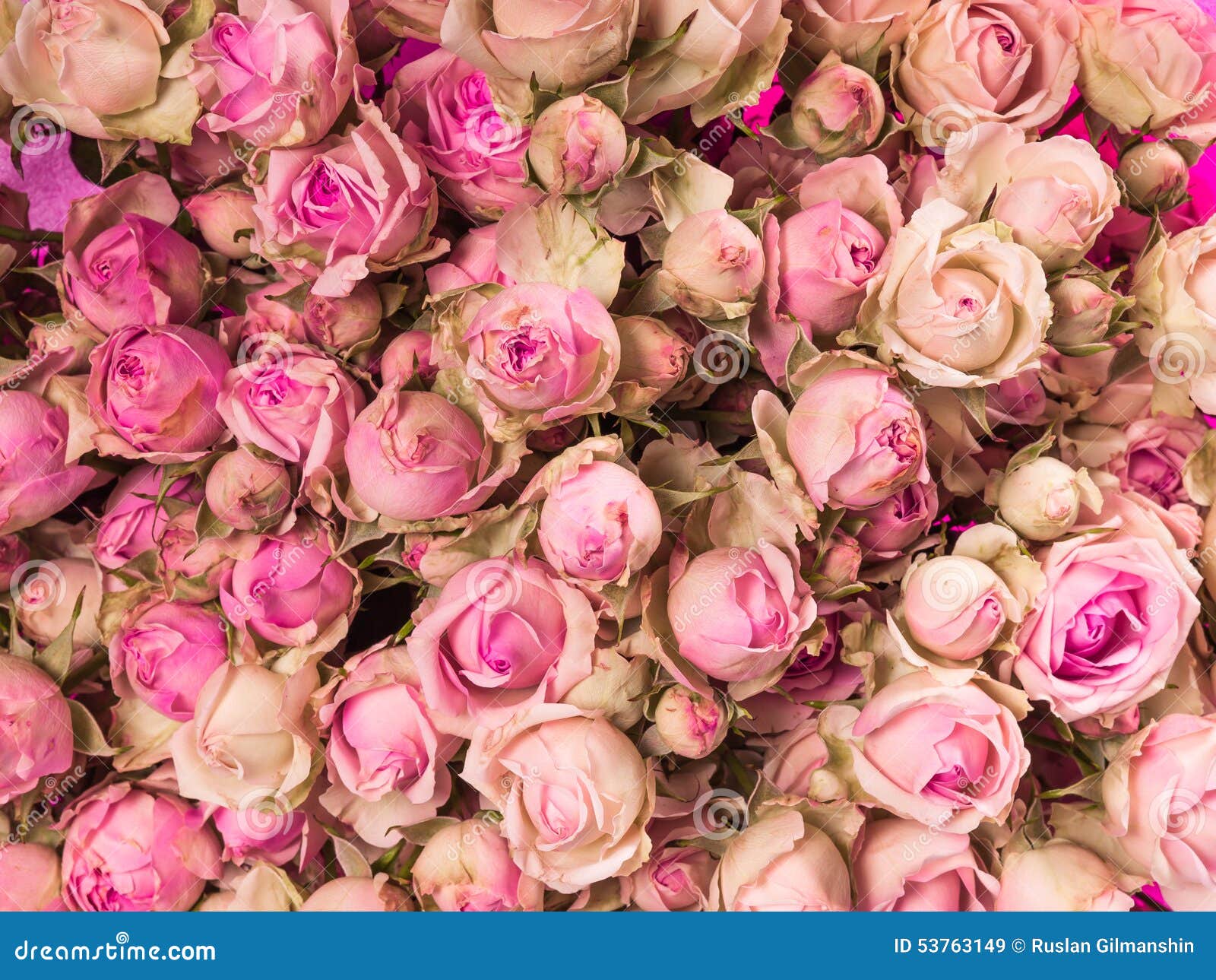 Small Pink Roses Bouquet Close Up Stock Image - Image of love, leaf ...