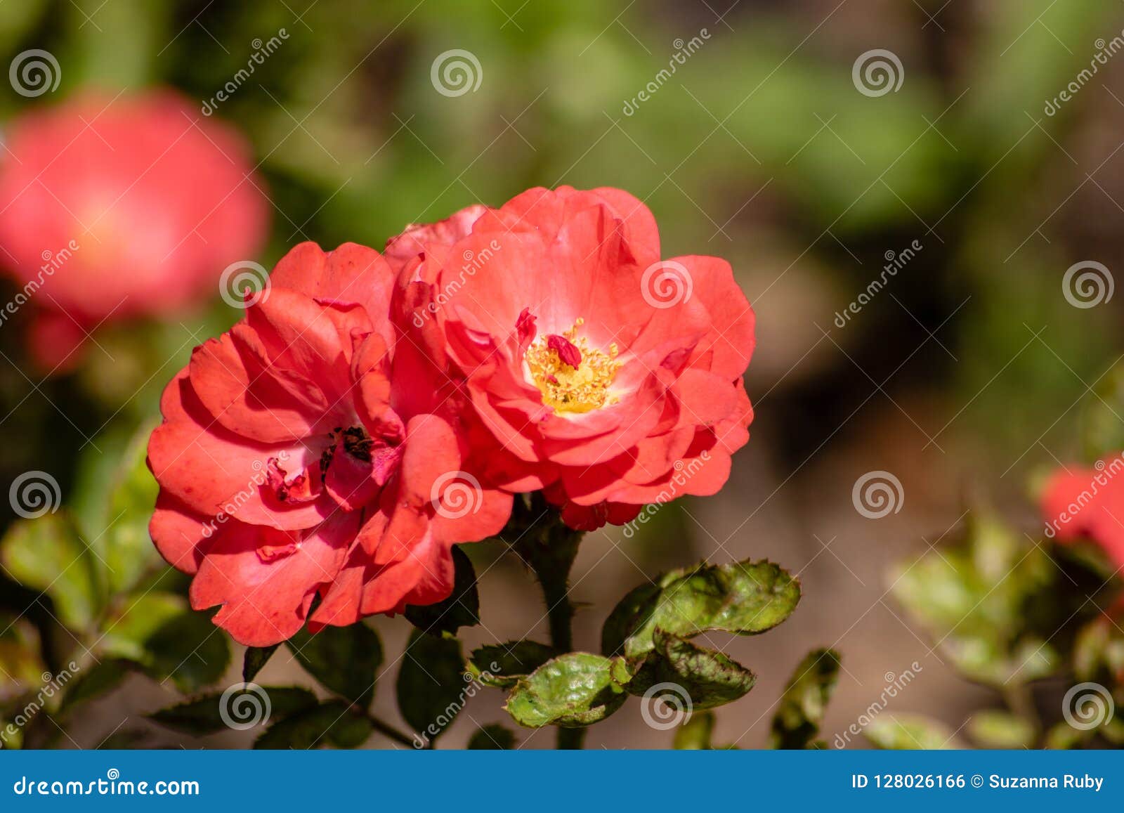 Small pink roses stock photo. Image of flower, nature - 128026166