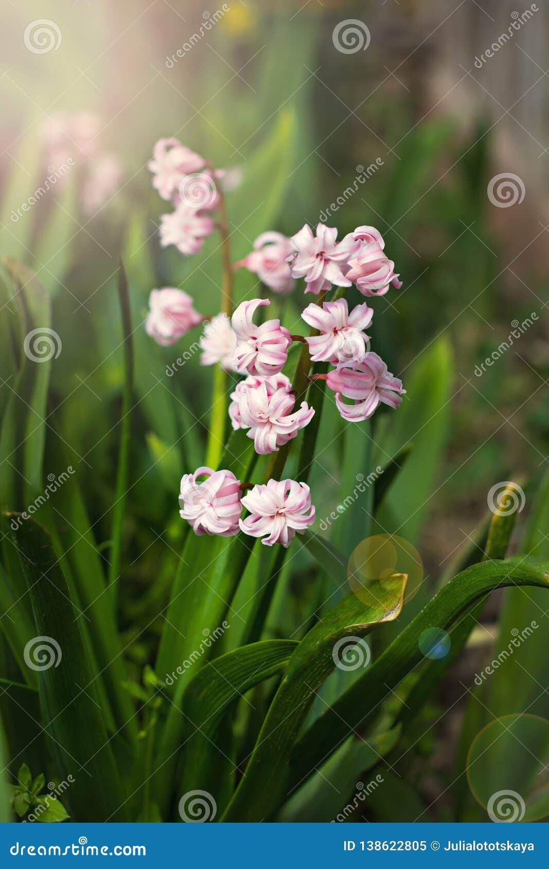Small Pink Spring Flowers. Spring Background Stock Image - Image of ...