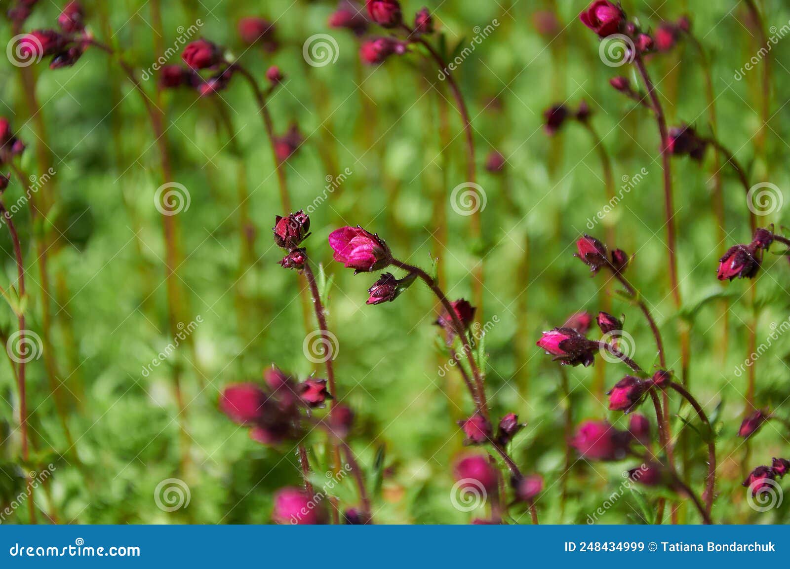 Small Pink Spring Flowers on Green Grass Stock Image - Image of nature ...