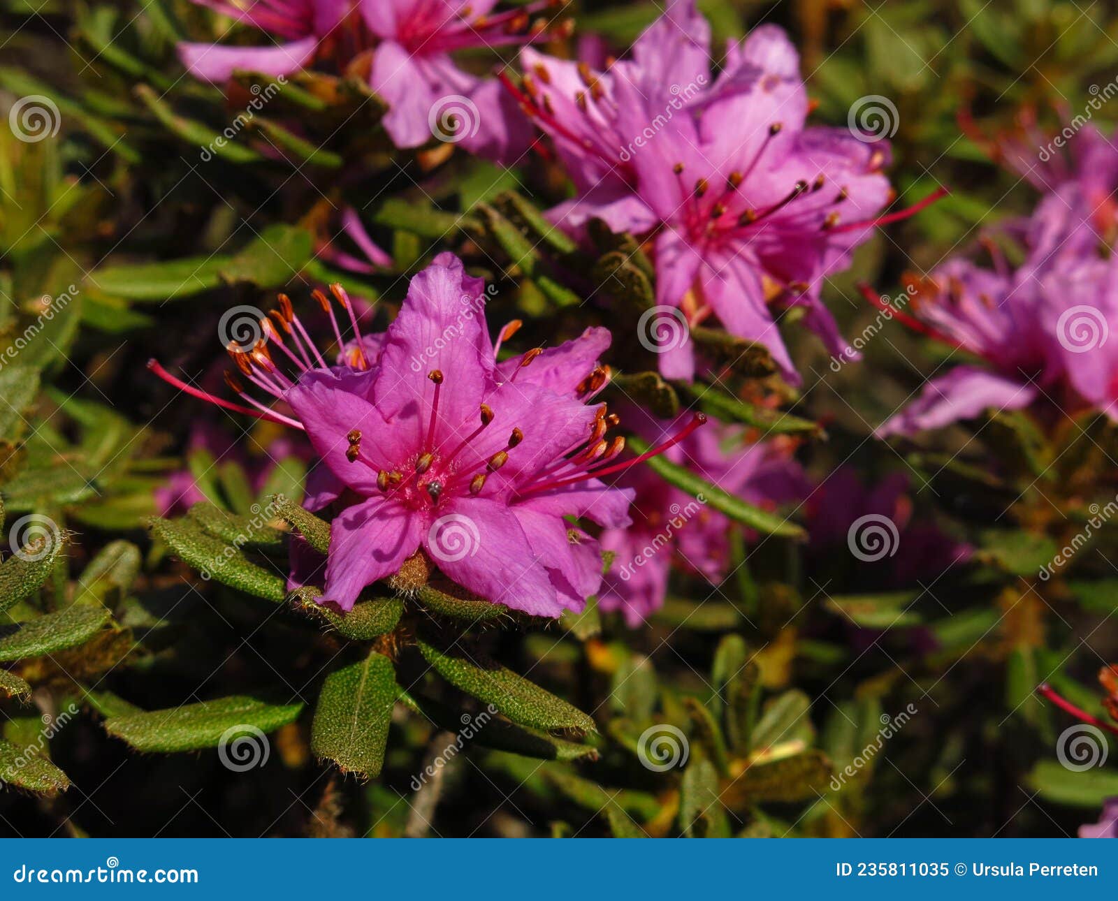 Small Pink Spring Flowers Growing in the Himalayas Stock Image - Image ...