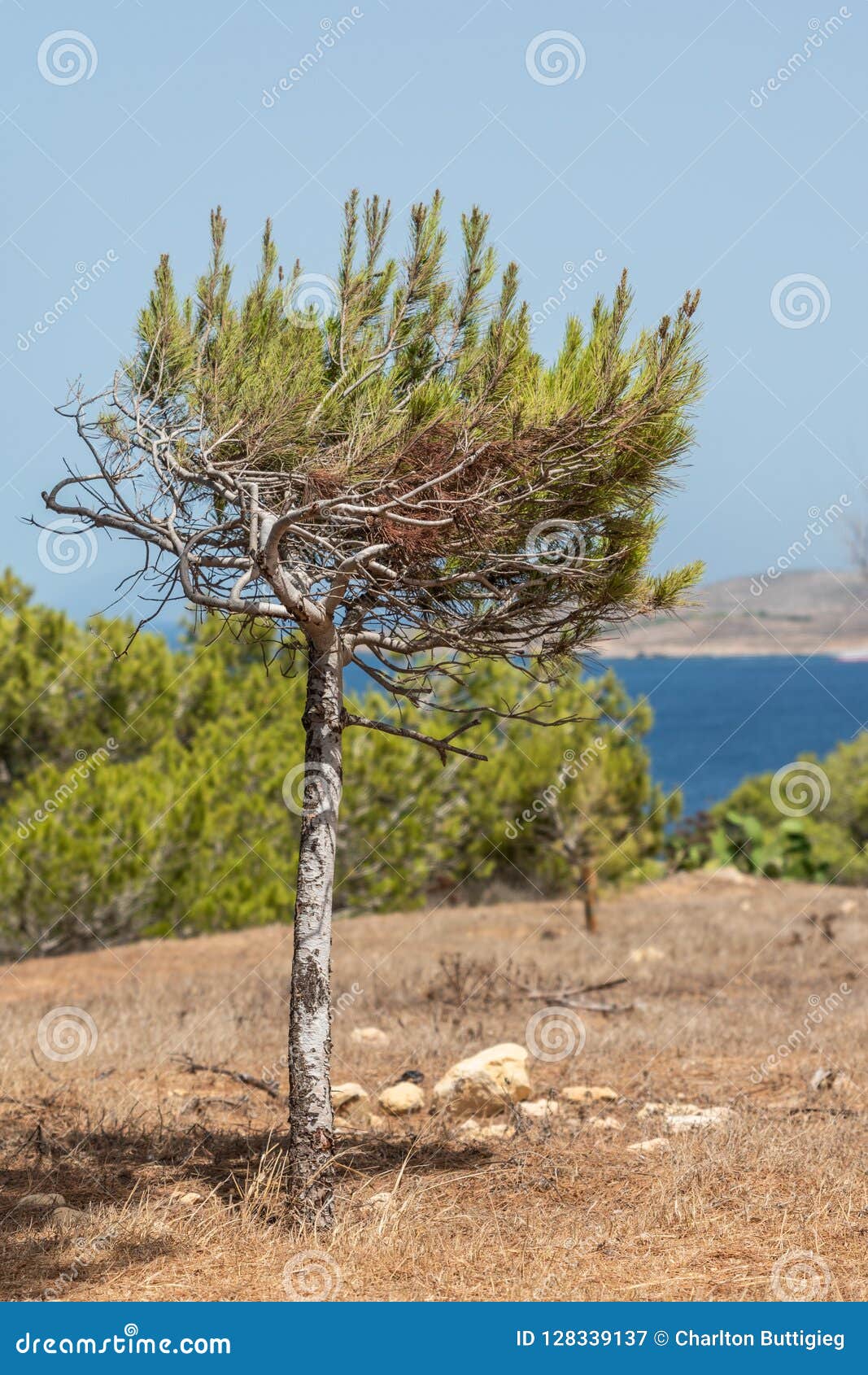 One Small Pinus Halepensis, Aleppo Pine Tree Stock Image - Image of ...