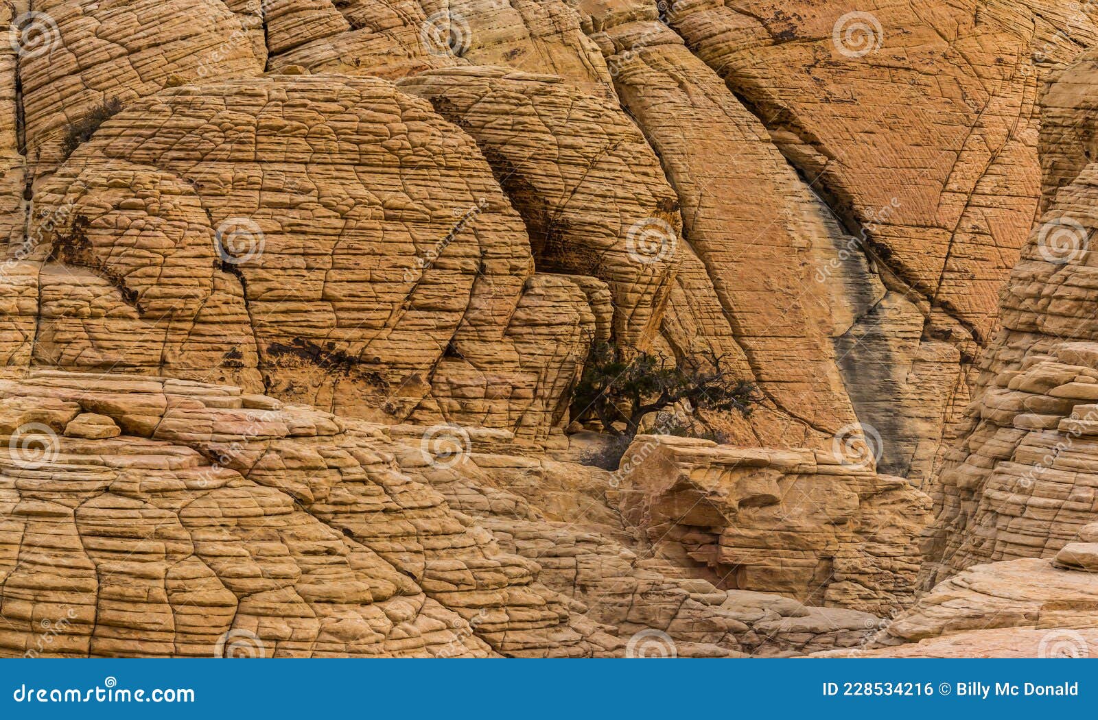 Small Pinyon Pine Tree Embedded in the Calico Hills Stock Photo - Image ...