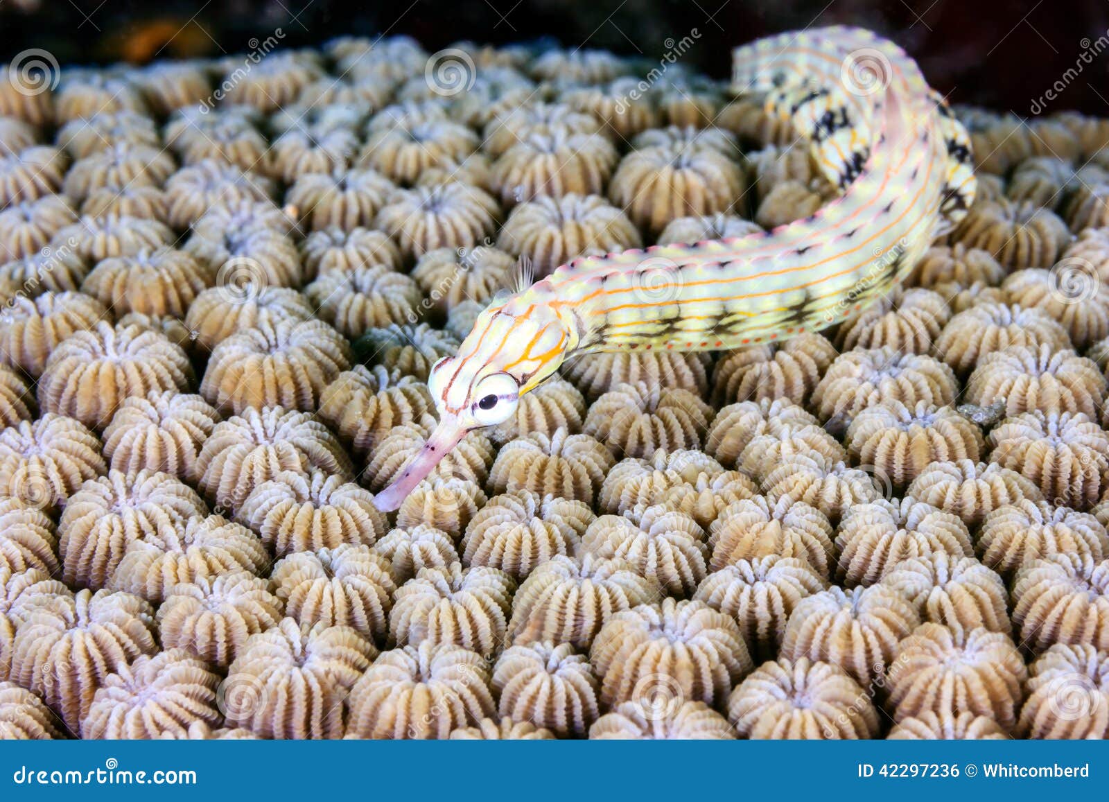 Small pipefish stock photo. Image of banded, beverly - 42297236