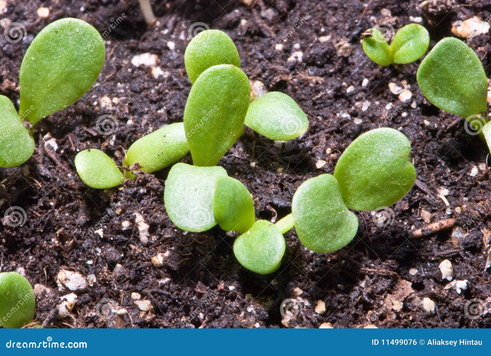 Small plant stock photo. Image of land, botanical, fragility - 11499076