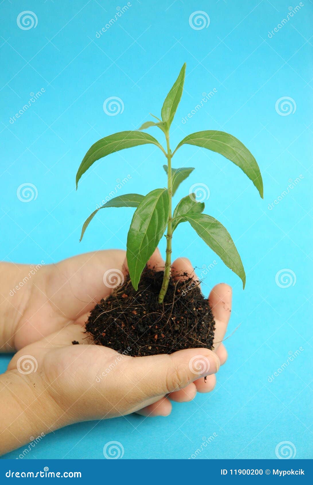Small plant stock photo. Image of conservation, growth - 11900200