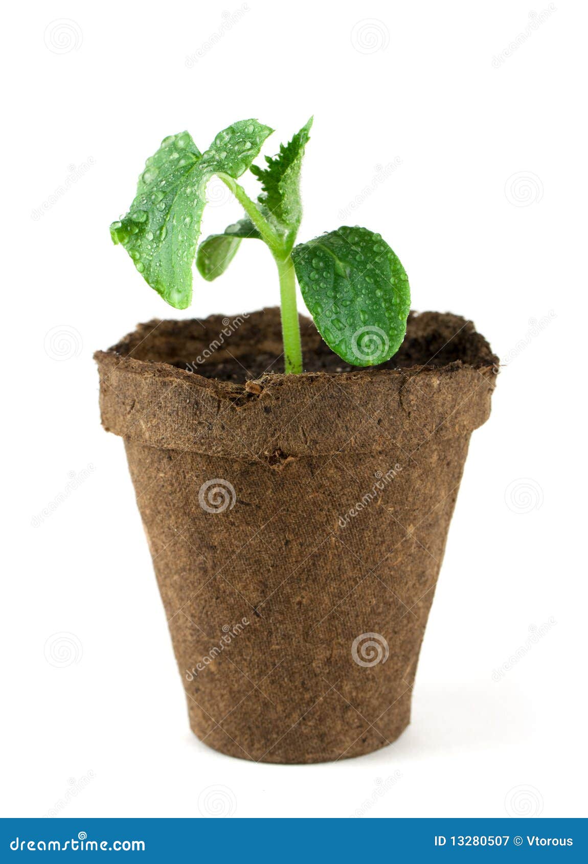 Small plant stock image. Image of grow, plant, organic - 13280507