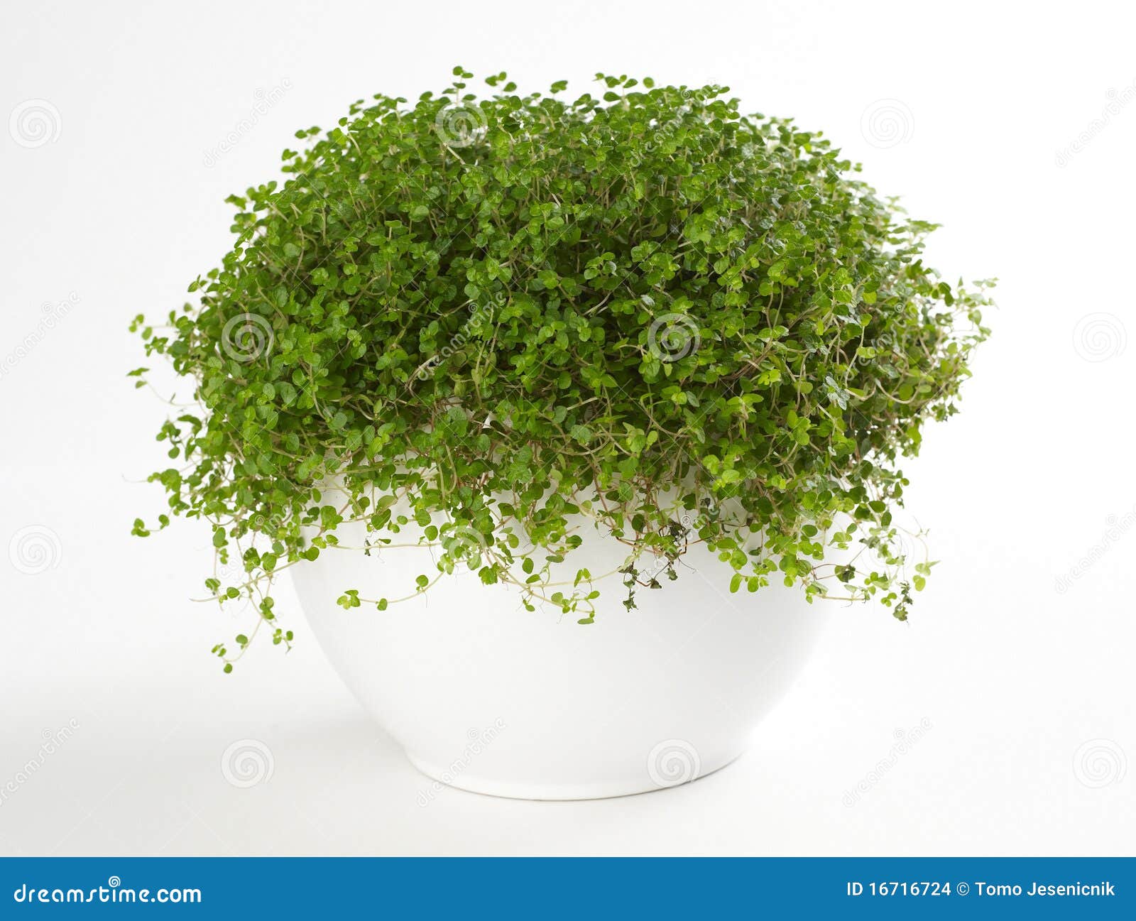 Small plant stock photo. Image of houseplant, plant, green - 16716724