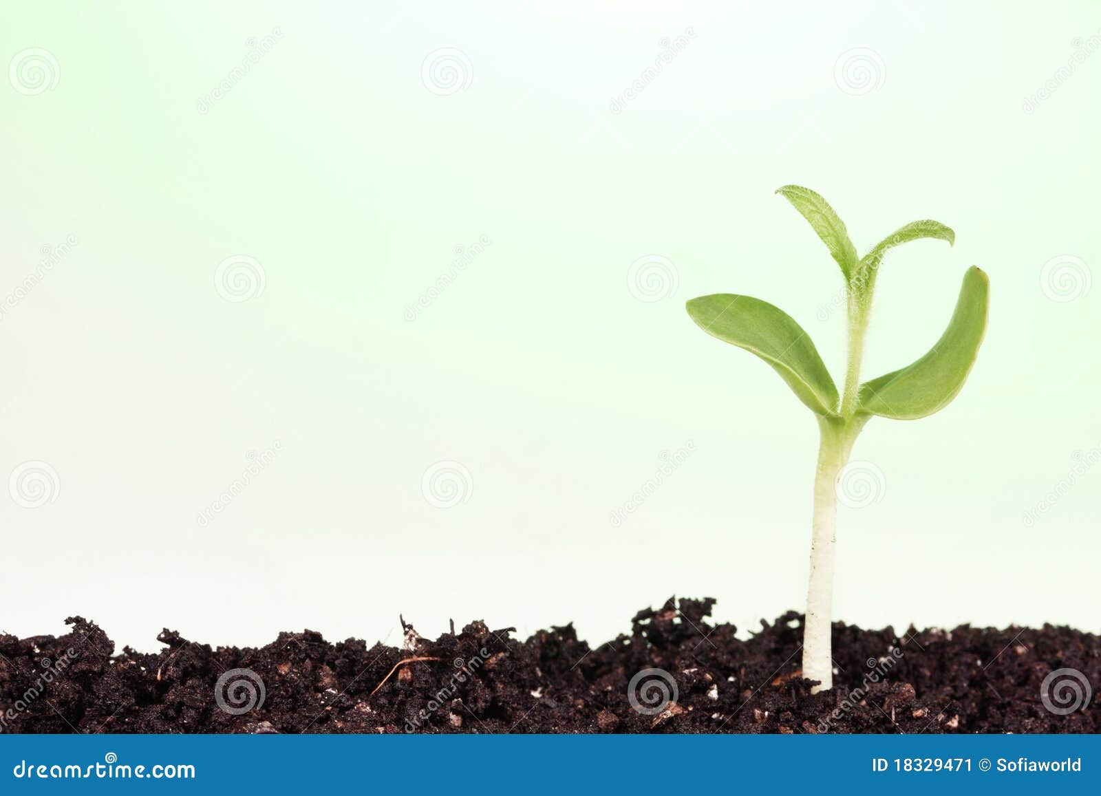 Small plant stock image. Image of germinate, seedling - 18329471