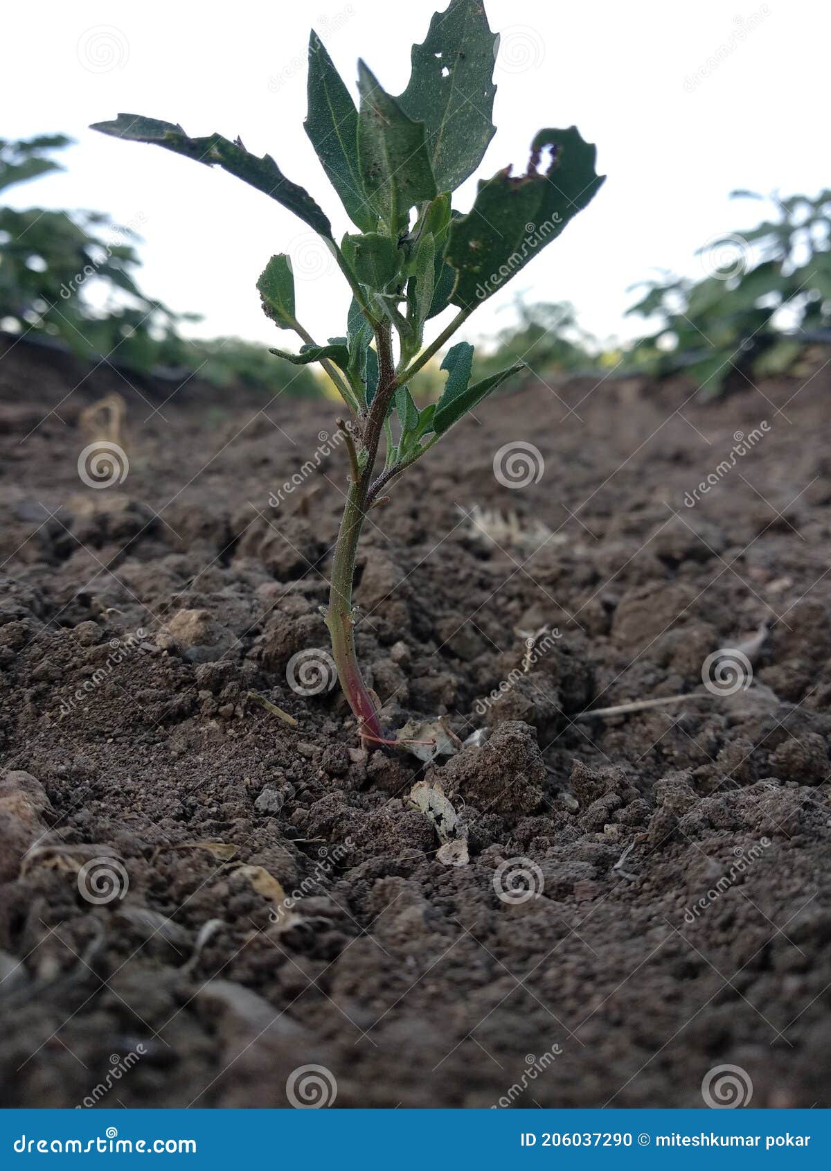 A small plant stock photo. Image of plant, eggplant - 206037290