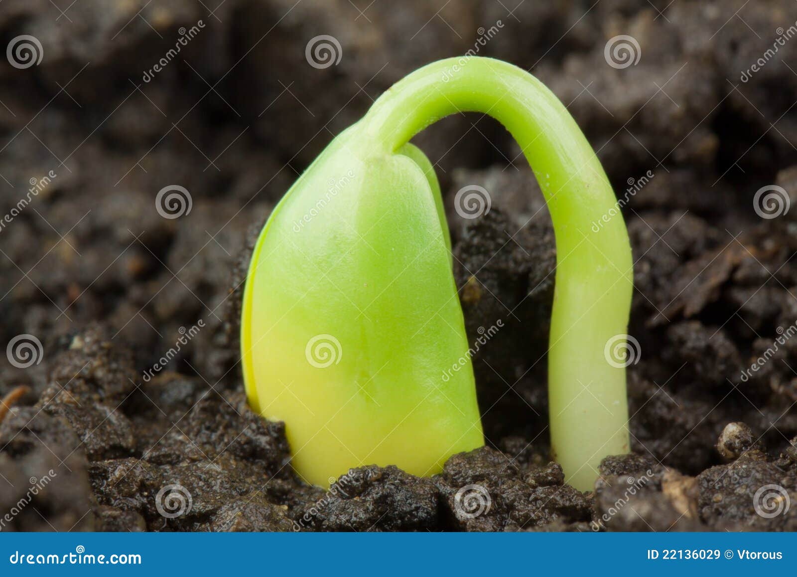 Small plant stock image. Image of grow, concepts, born - 22136029