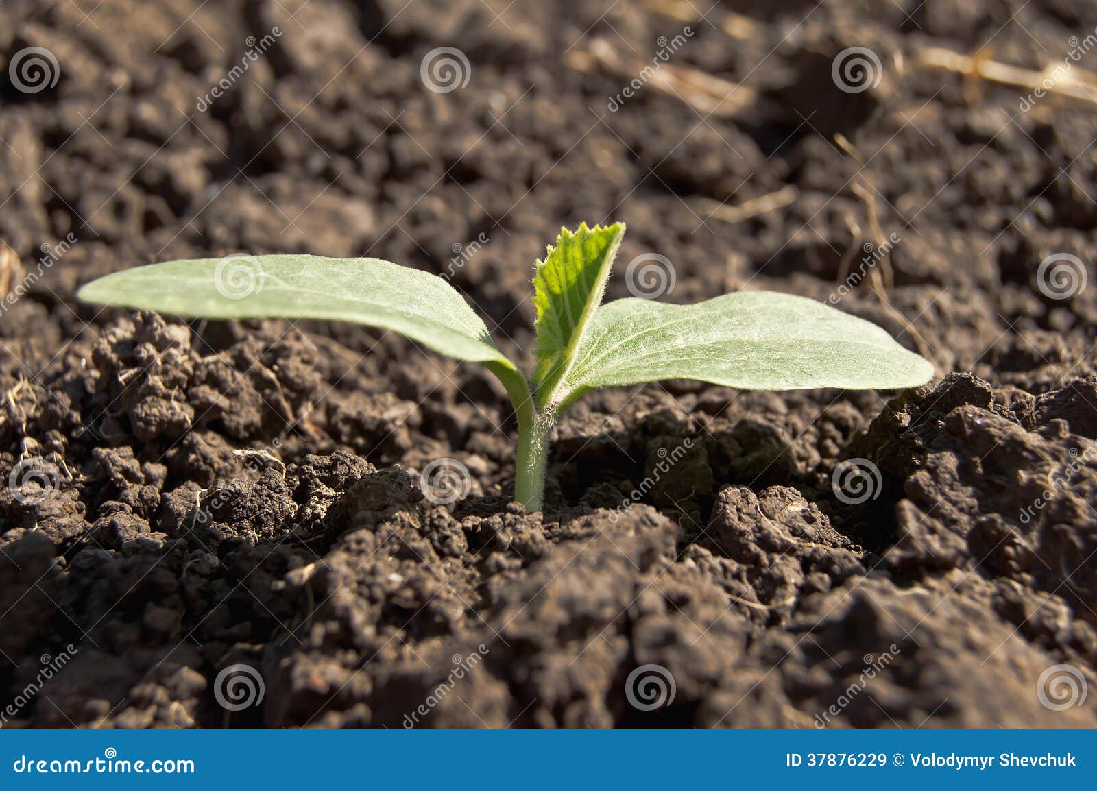 Small plant stock image. Image of growth, horizontal - 37876229