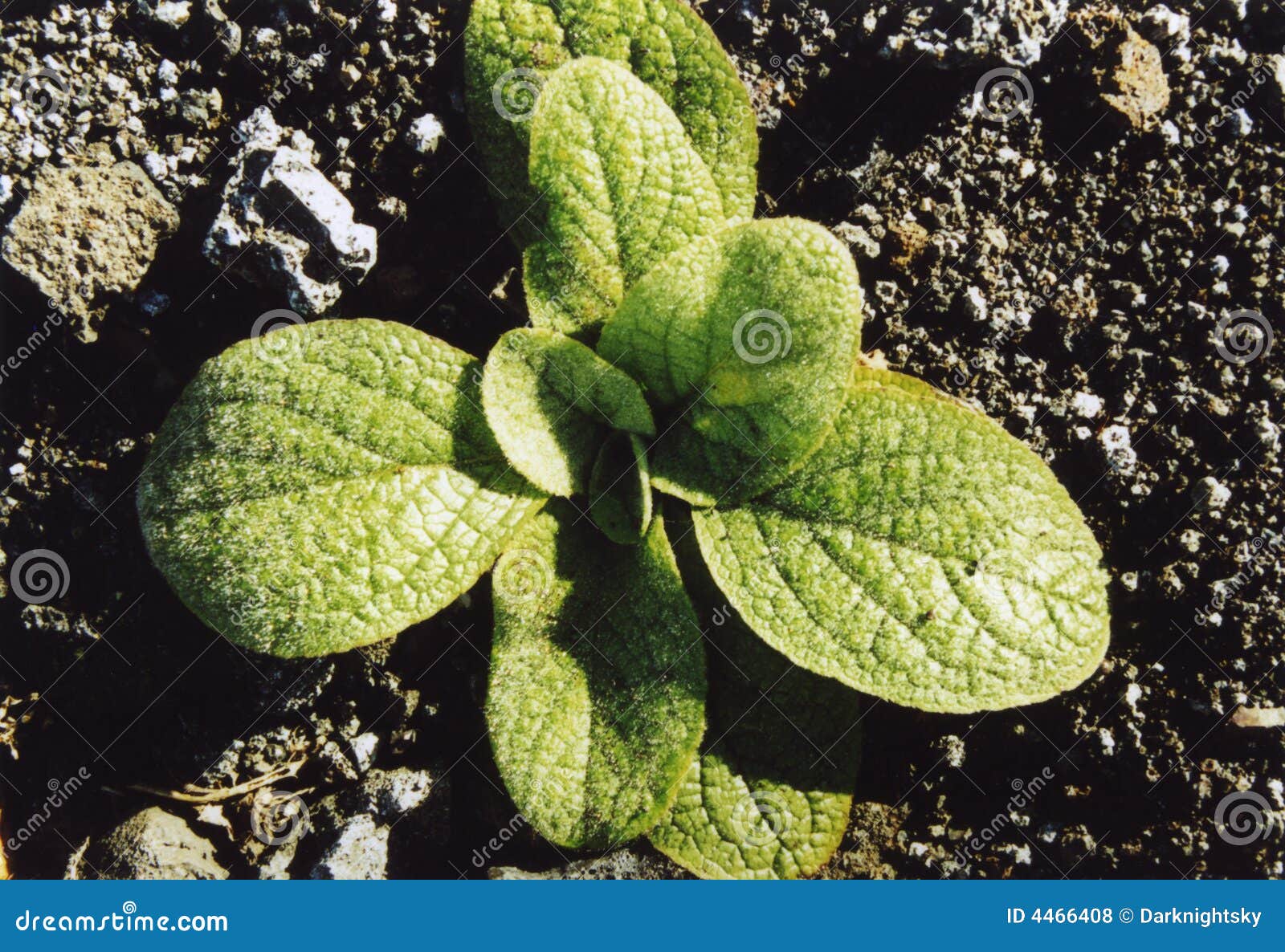 Small plant stock photo. Image of lake, plant, health - 4466408