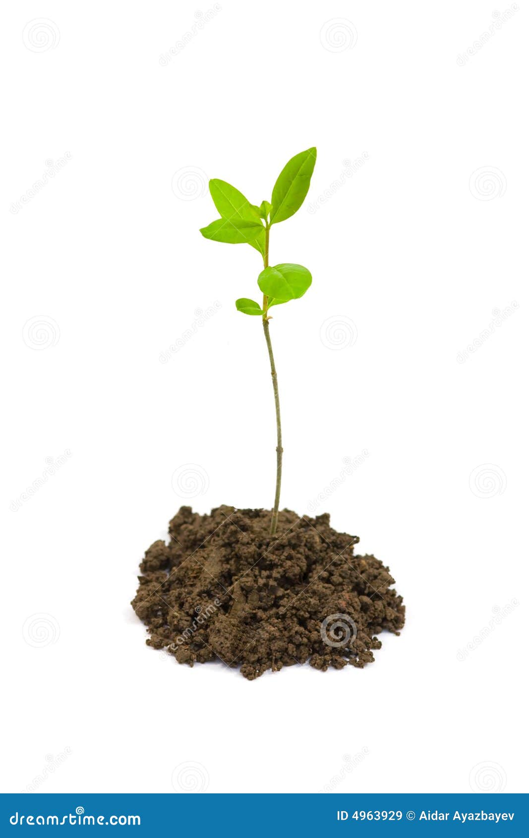 Small plant stock image. Image of nature, leaf, green - 4963929