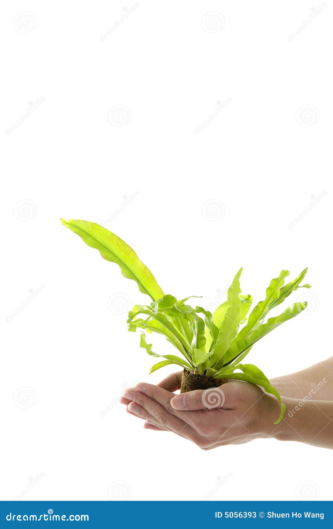 Small plant stock image. Image of nature, care, concept - 5056393