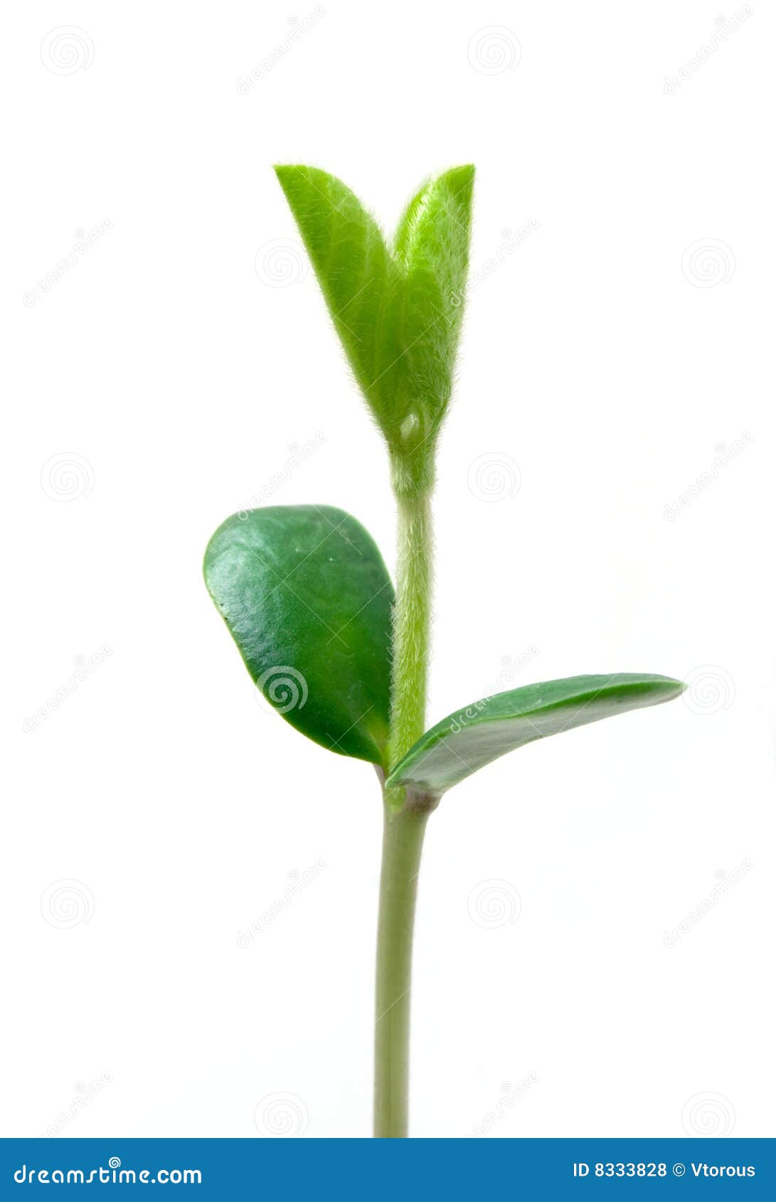 Small plant stock photo. Image of grow, botanical, plant - 8333828