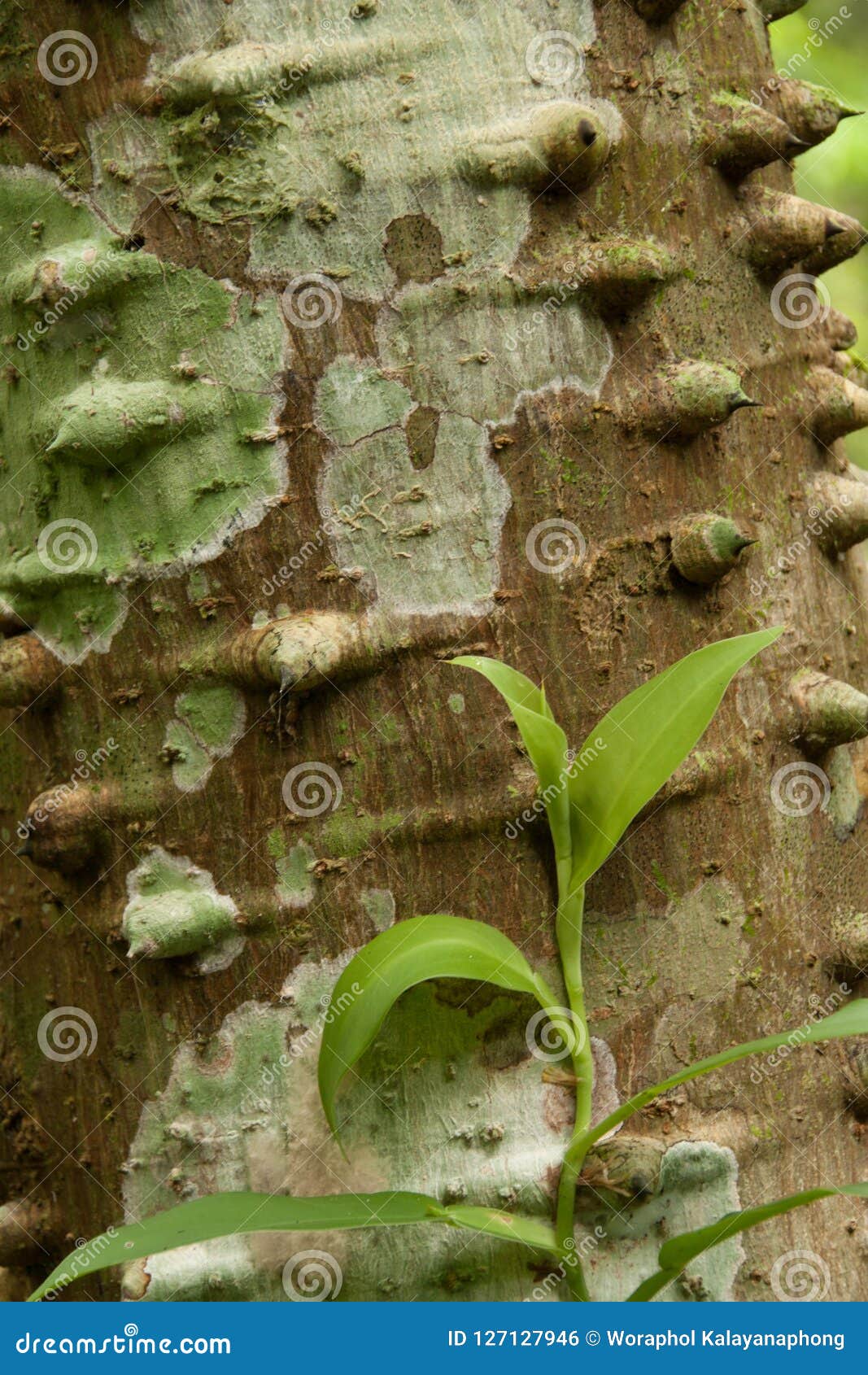 Small plant and bark tree stock photo. Image of plant - 127127946
