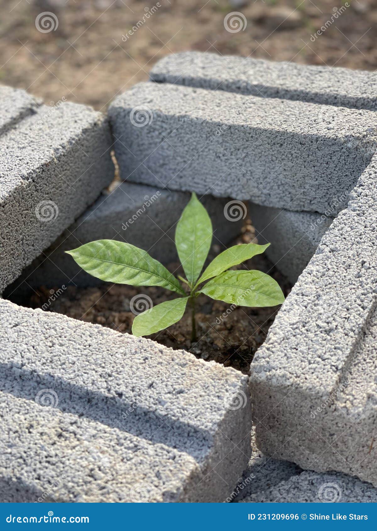 Small Plant Being Protected by Brick Stock Photo - Image of farming ...