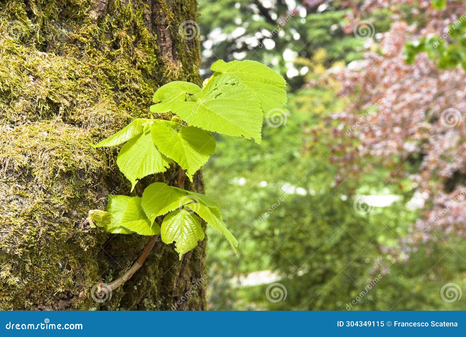 Small Plant Born from a Tree Trunk - New Life Concept Image Stock Image ...