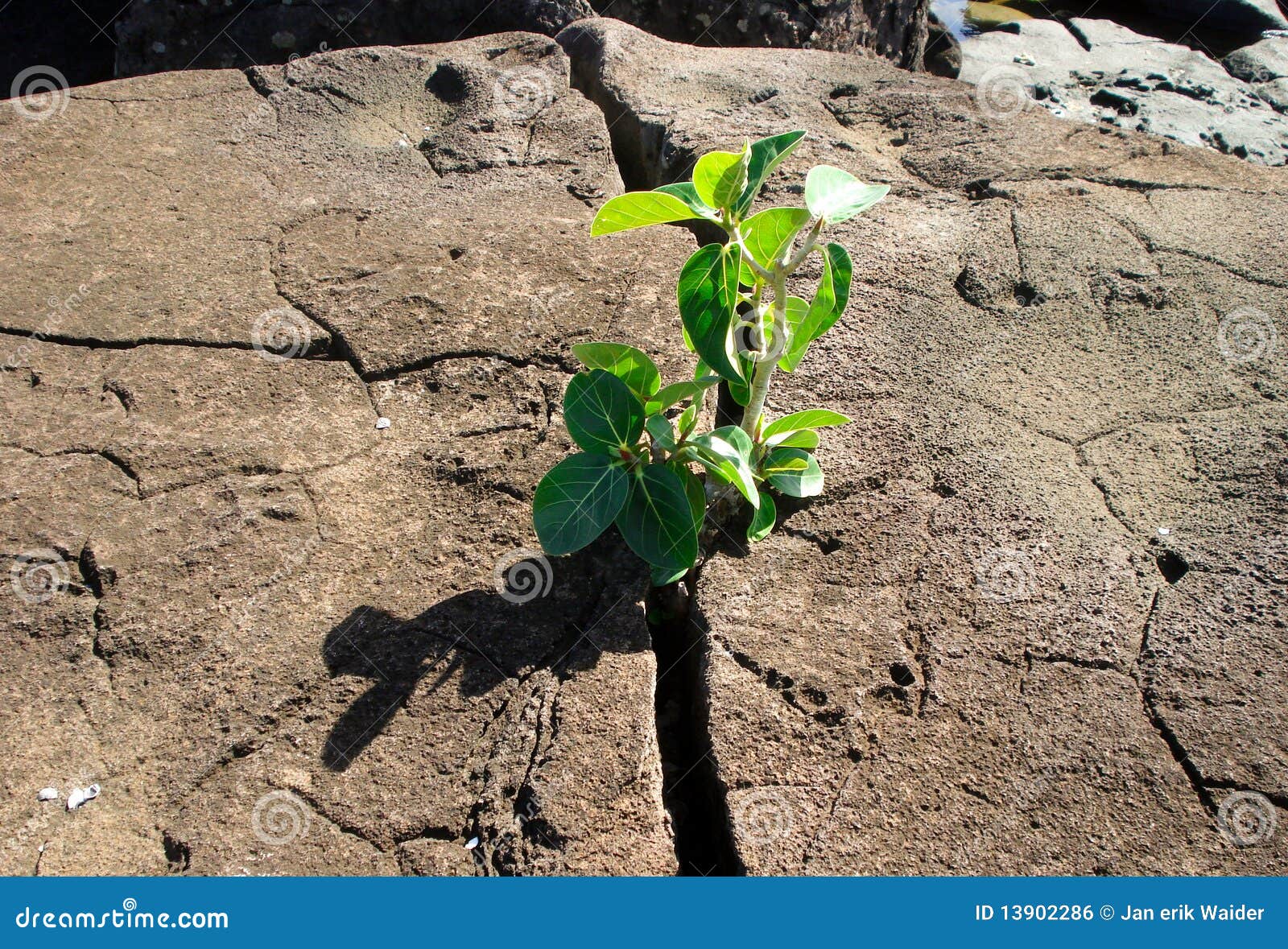 Small Plant Breaking Through A Rock Royalty Free Stock Image - Image ...