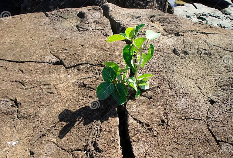 Small Plant Breaking through a Rock Stock Photo - Image of leaves ...