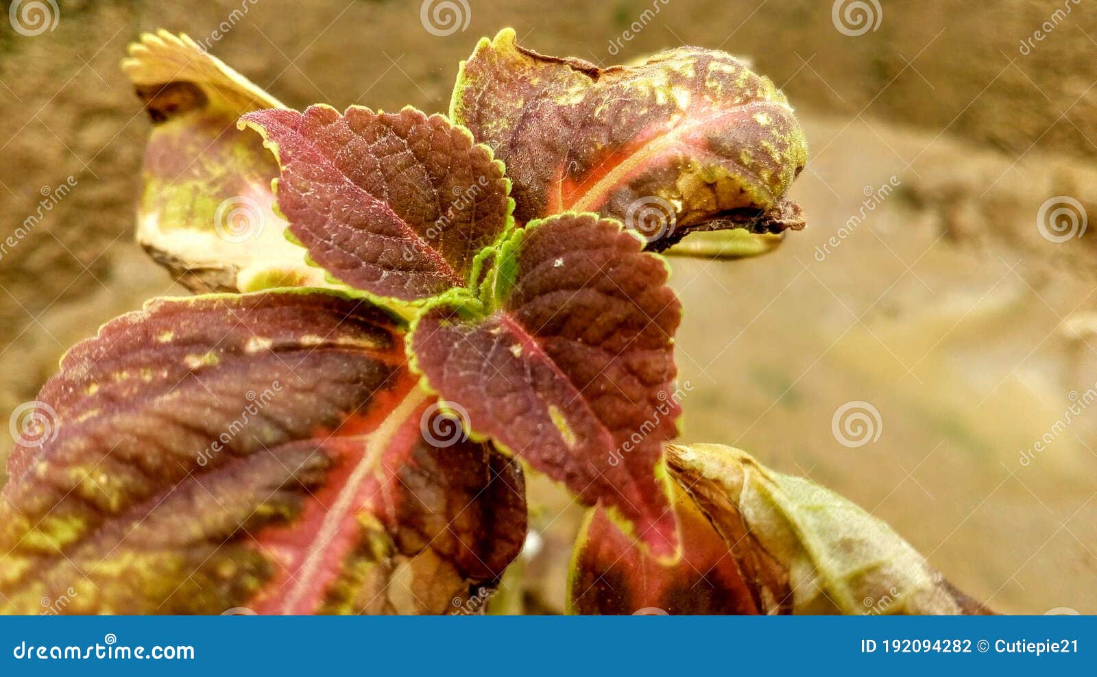 A Small Plant of Coleus Was Prepared from Cuttings. Stock Photo - Image ...
