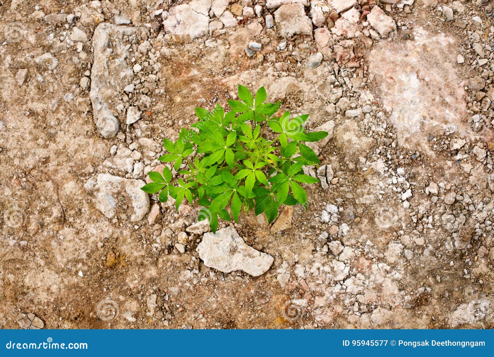 Small plant stock image. Image of ecology, spring, environmental - 95945577