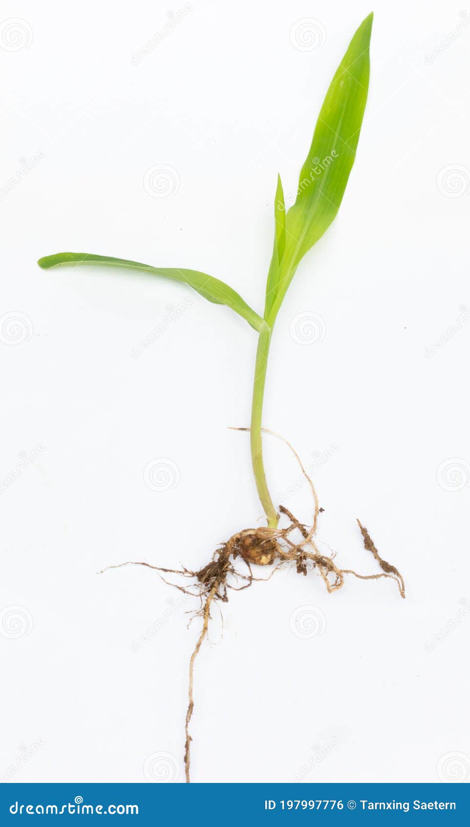 Small Plant of Corn Isolated on White Background Stock Photo - Image of ...